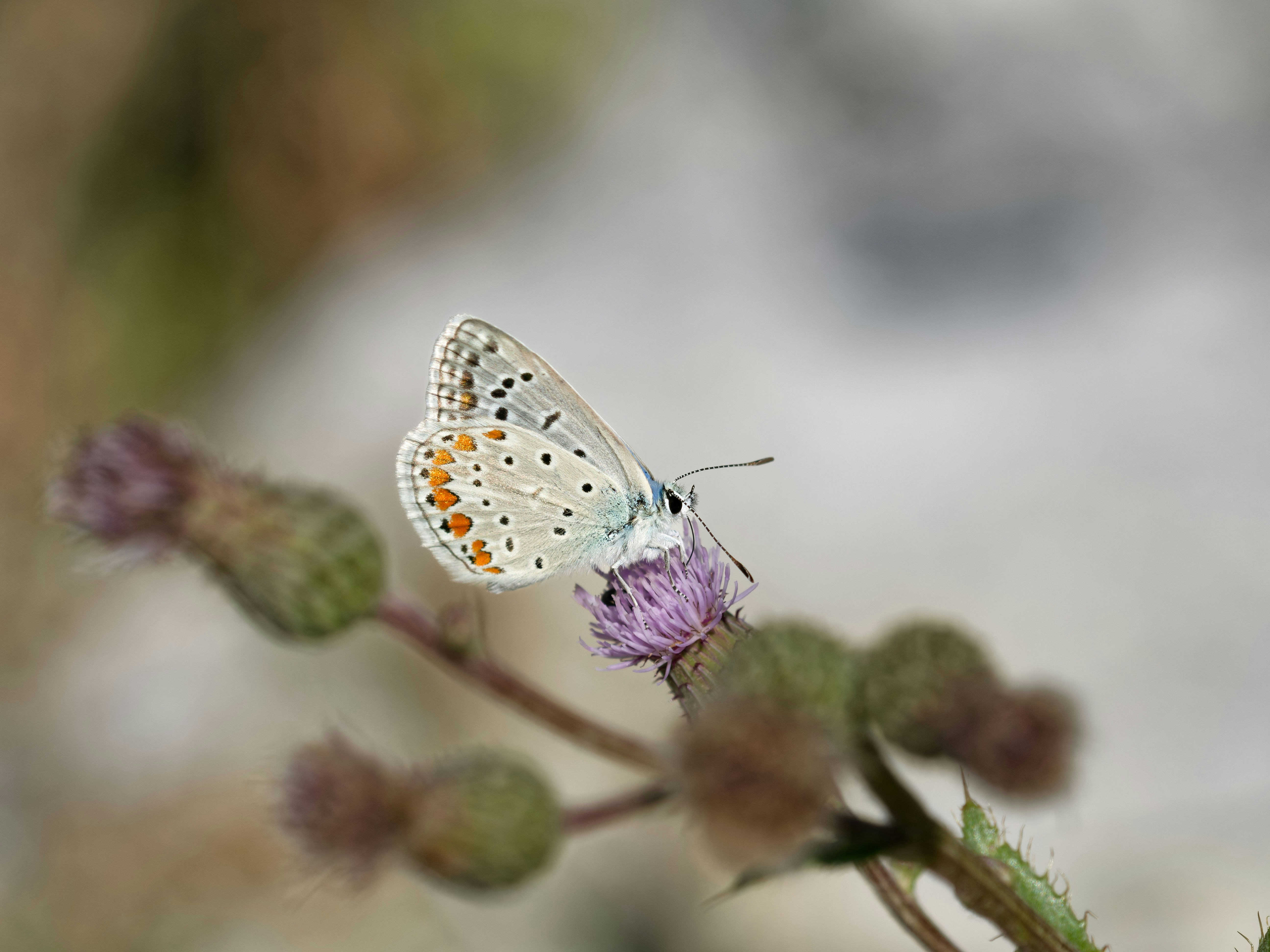 Dainty Orange-spot Butterfly on a Purple Bud