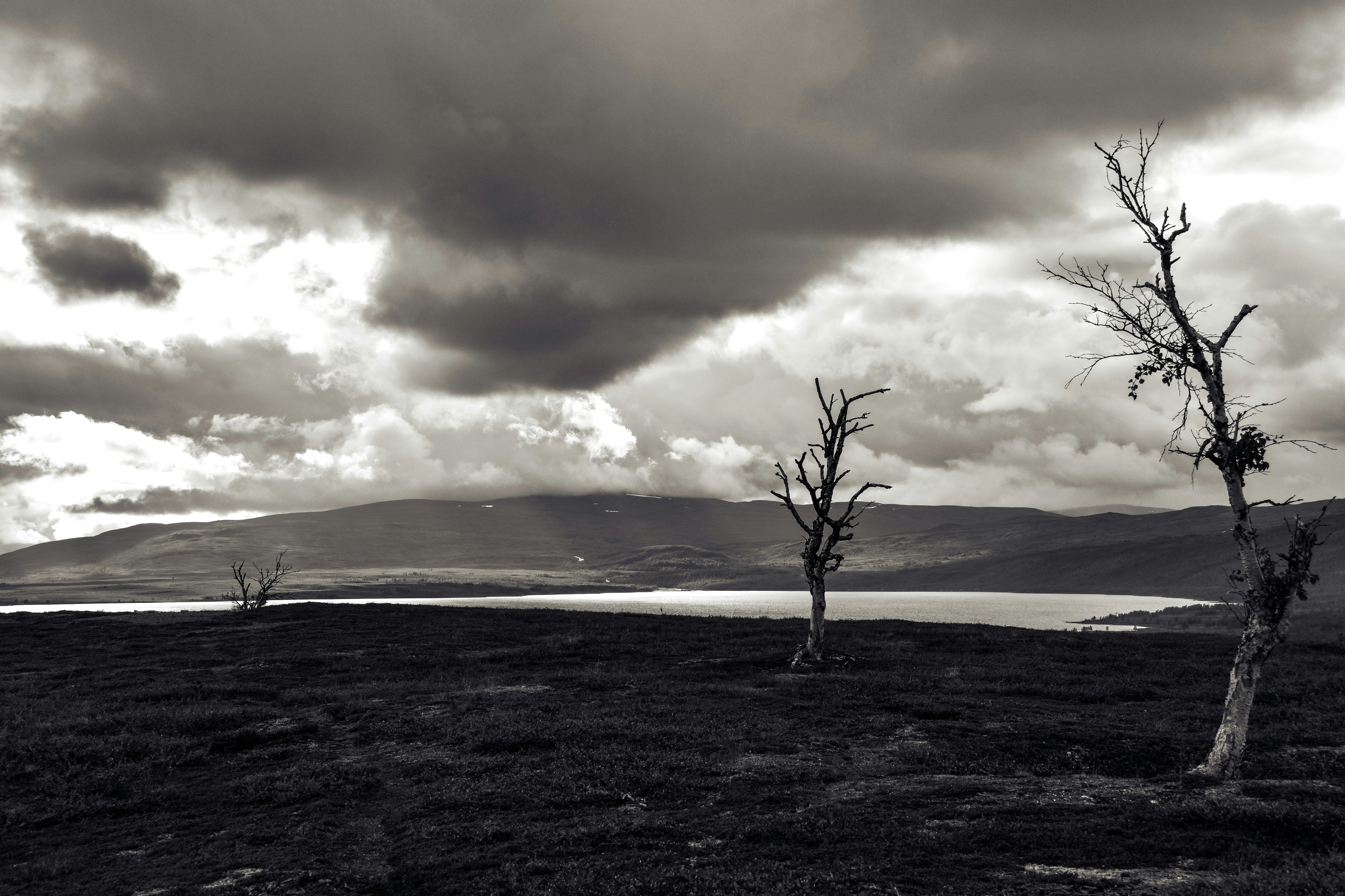 Lone Trees at the Edge of a Quiet Inferno