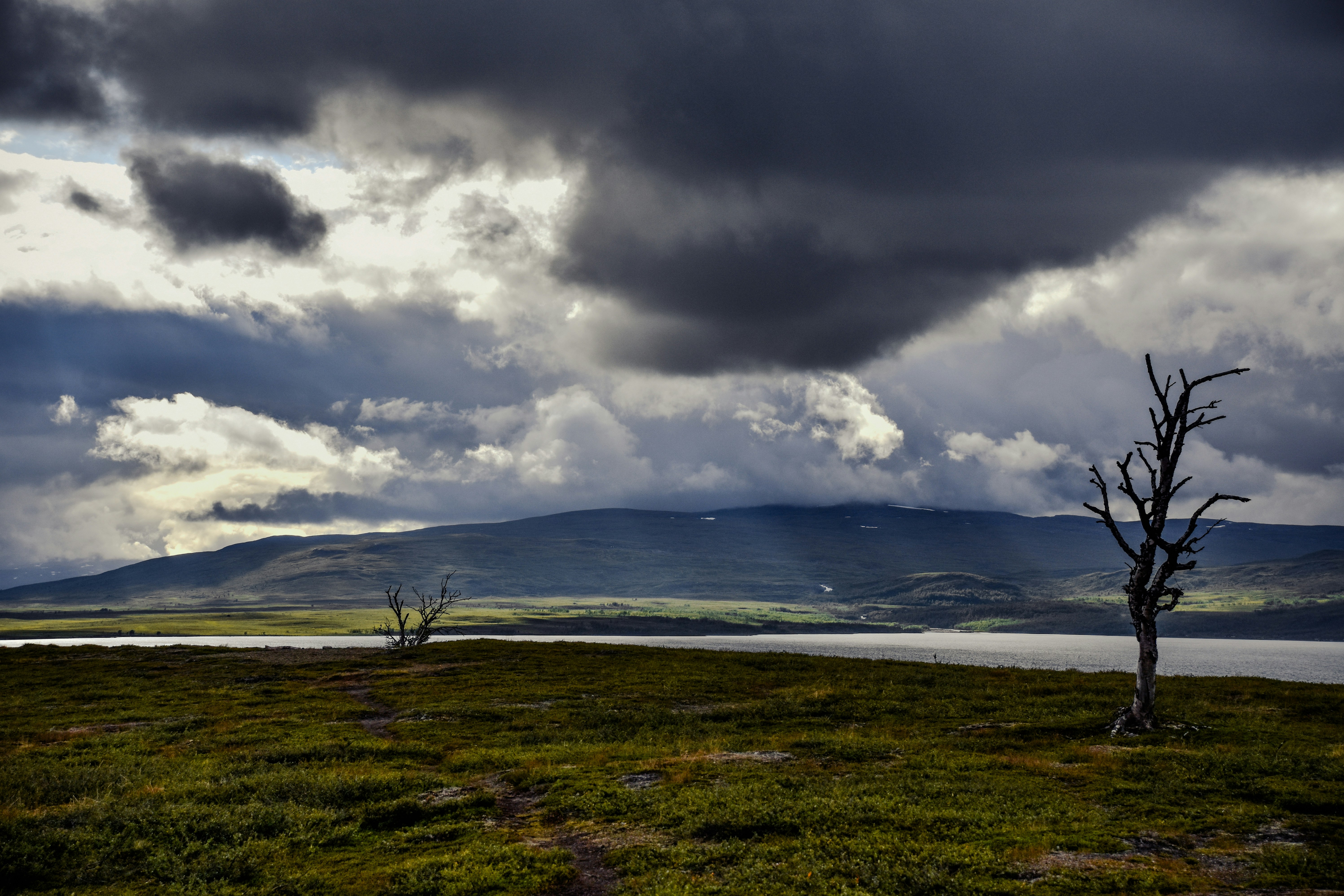 Lone Tree, Expansive Moor, and Storm-Scarred Sky