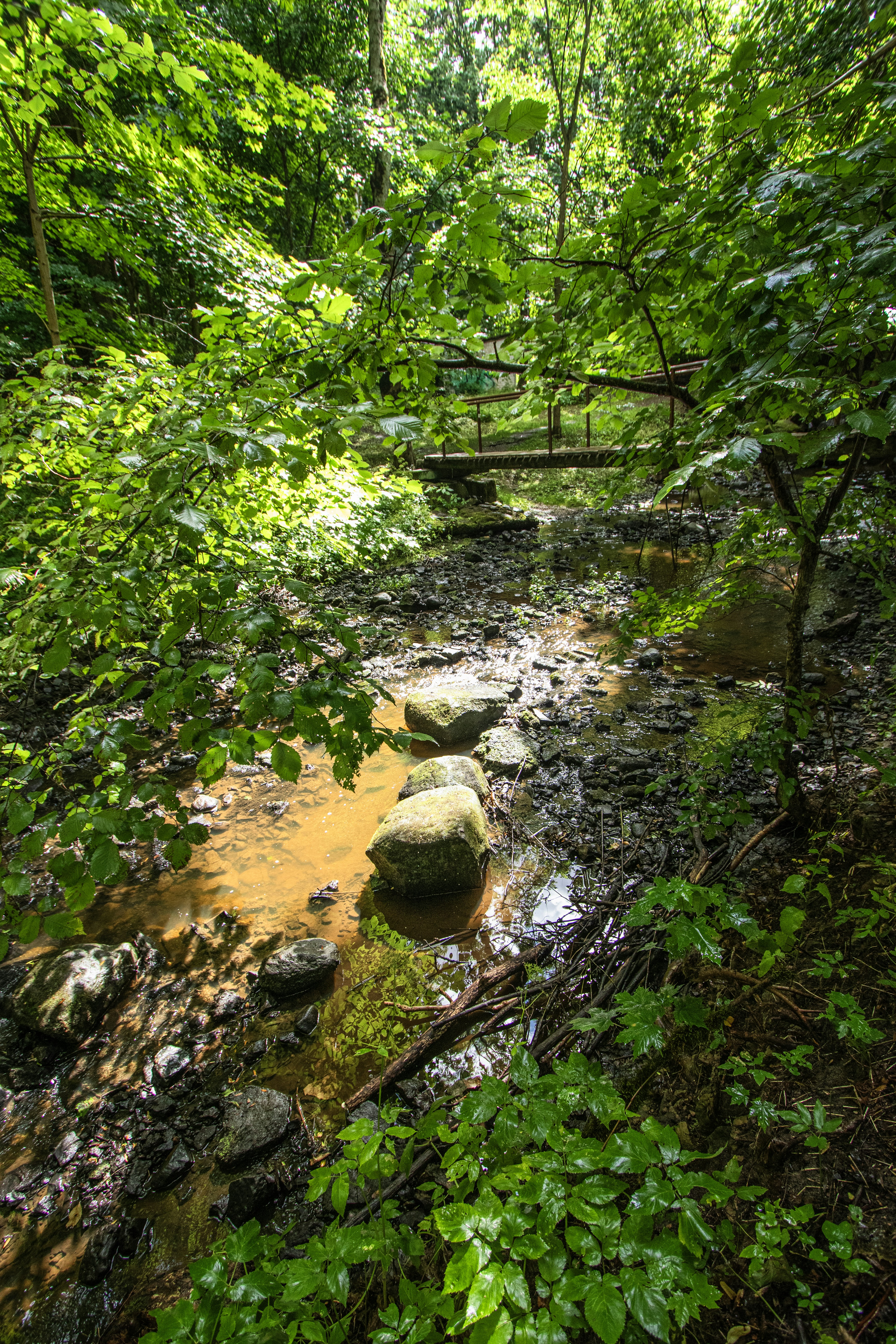 Green Corridor Over the Creek