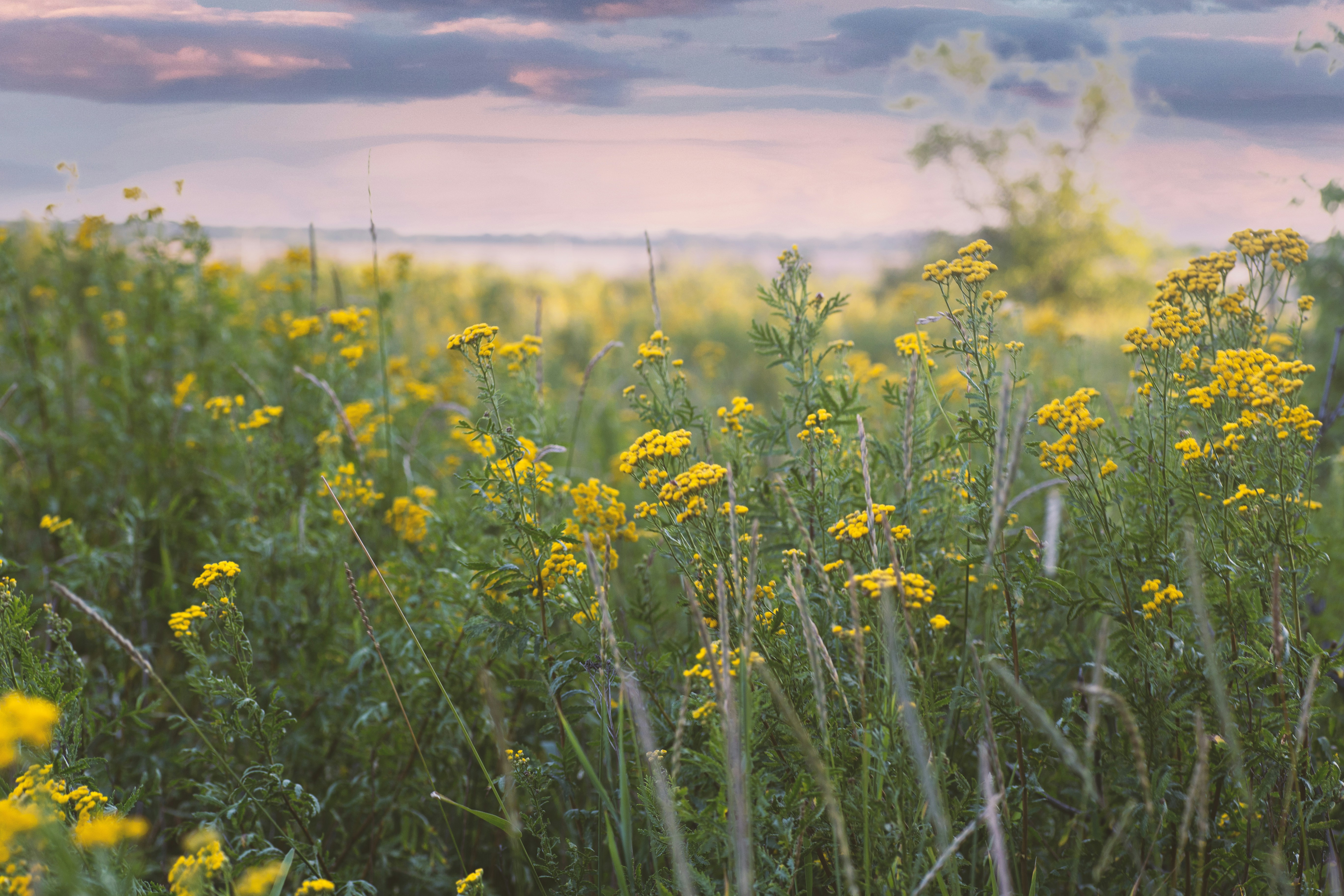 Golden Field of Fire: A Meadow in Glow