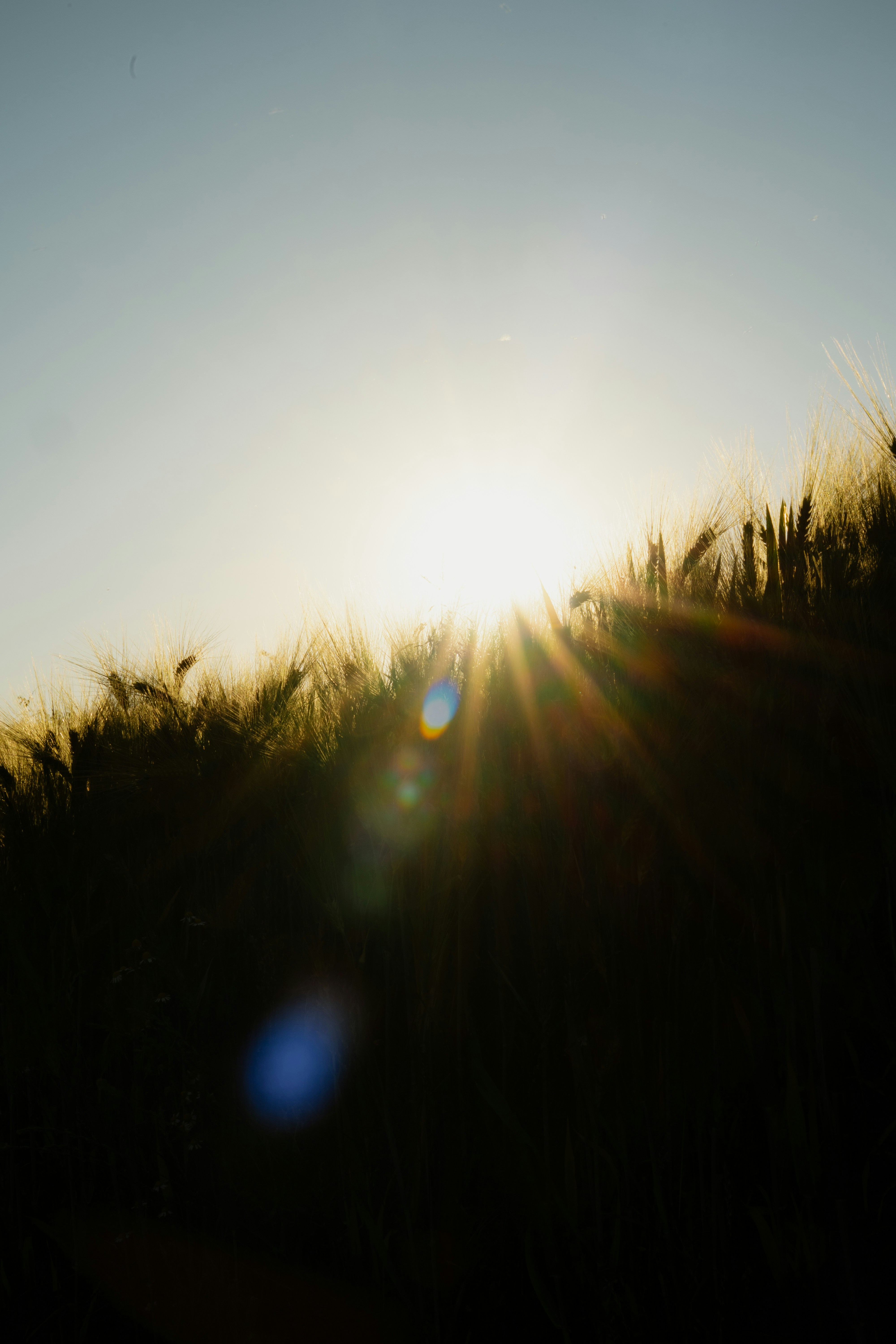 Sunlit Ridge: Golden Grasses Backlit at Dawn