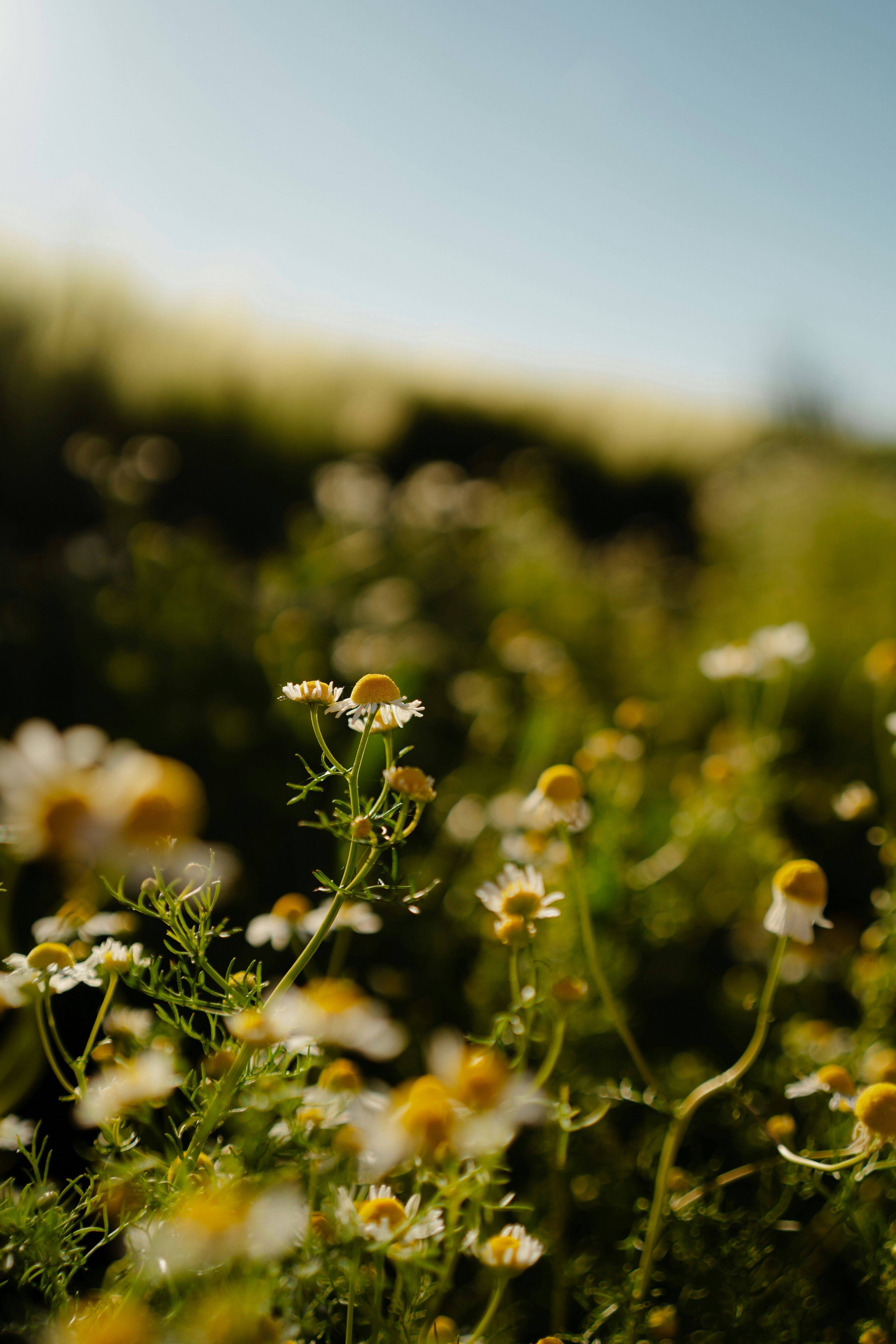 Sunlit Daucus Meadow: Wild Chamomile in Soft Focus