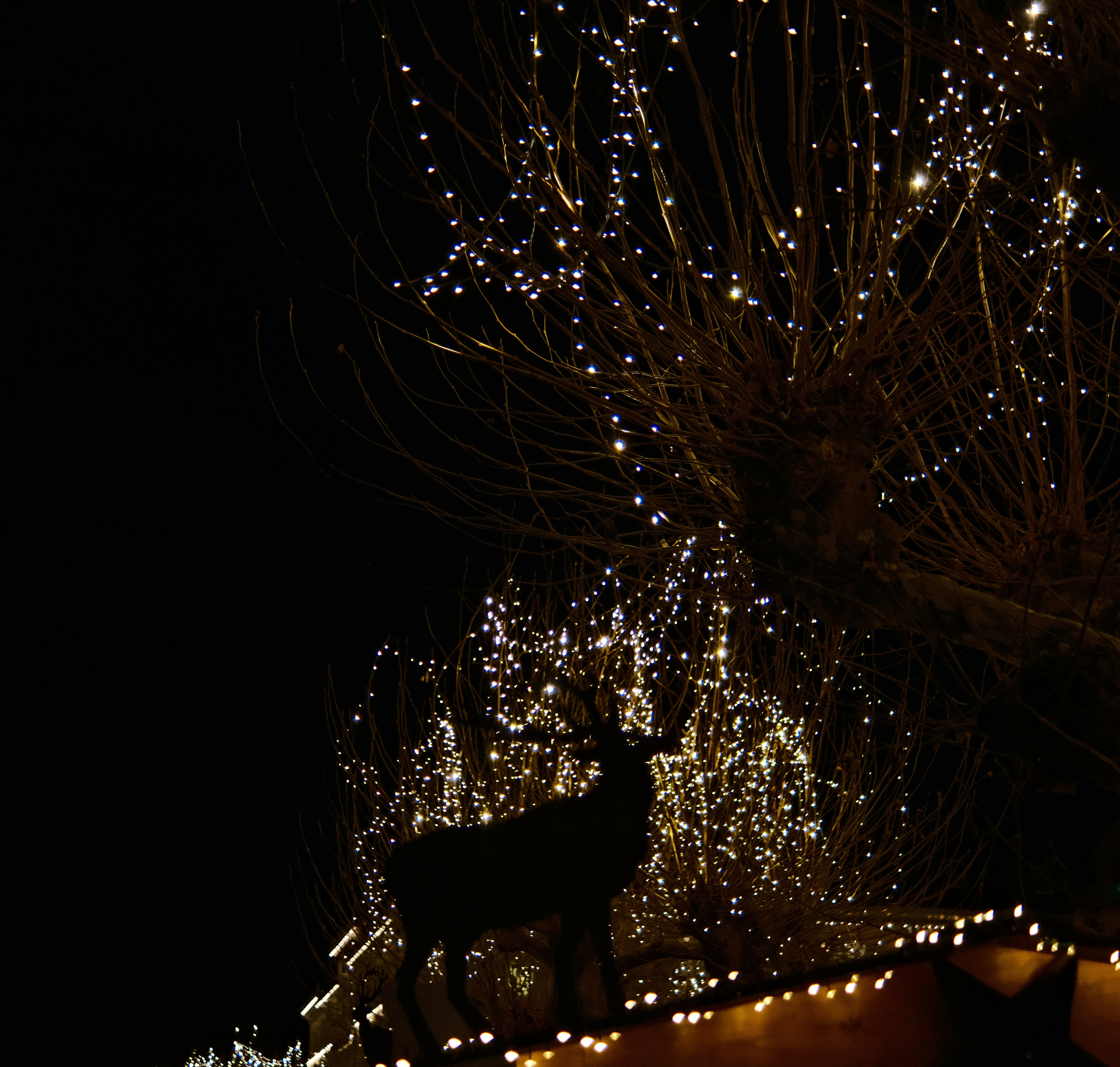Nocturnal Reindeer Beneath a Winter Web of Lights