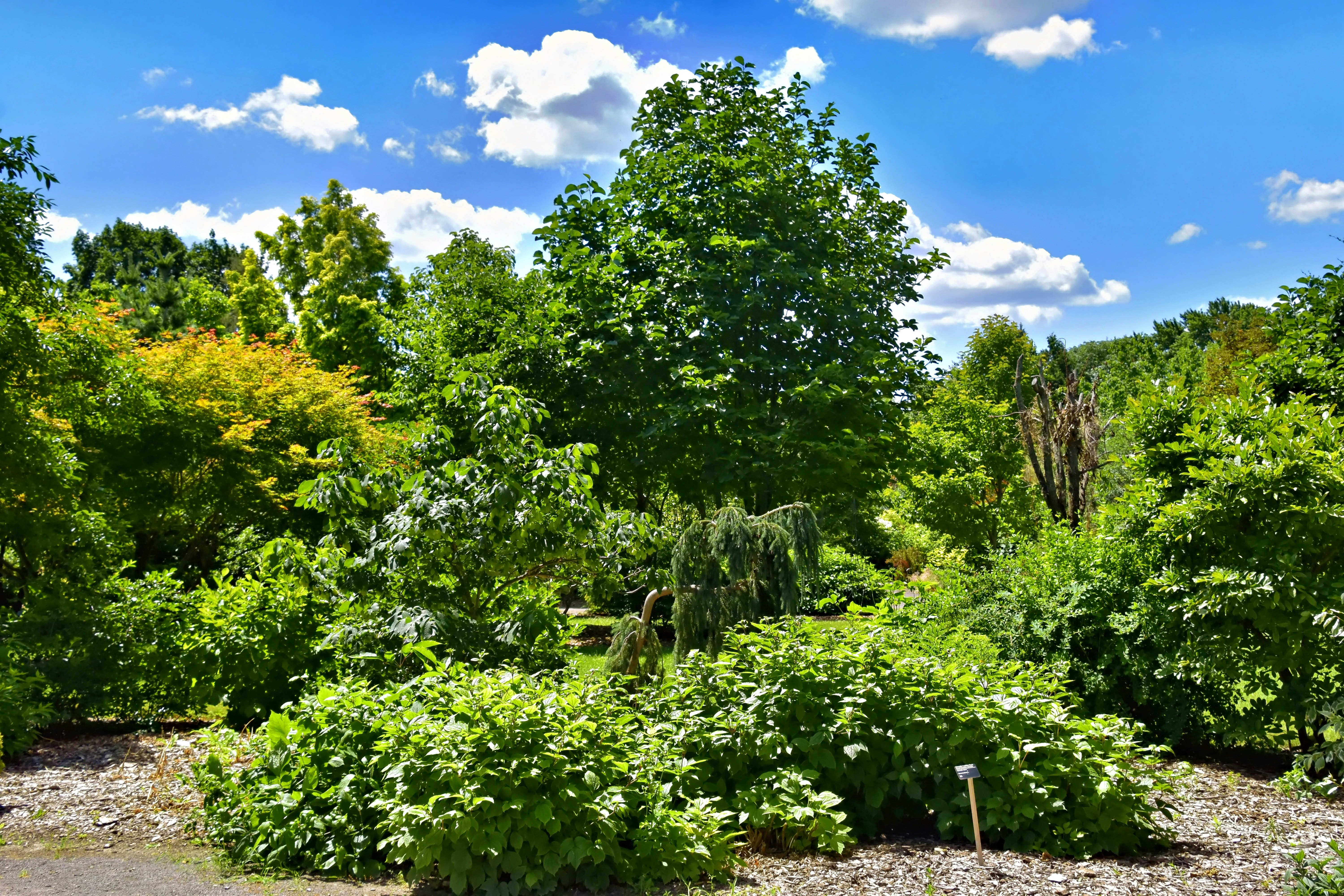 Sunlit Garden Canopy: A Quiet Urban Oasis in Full Bloom