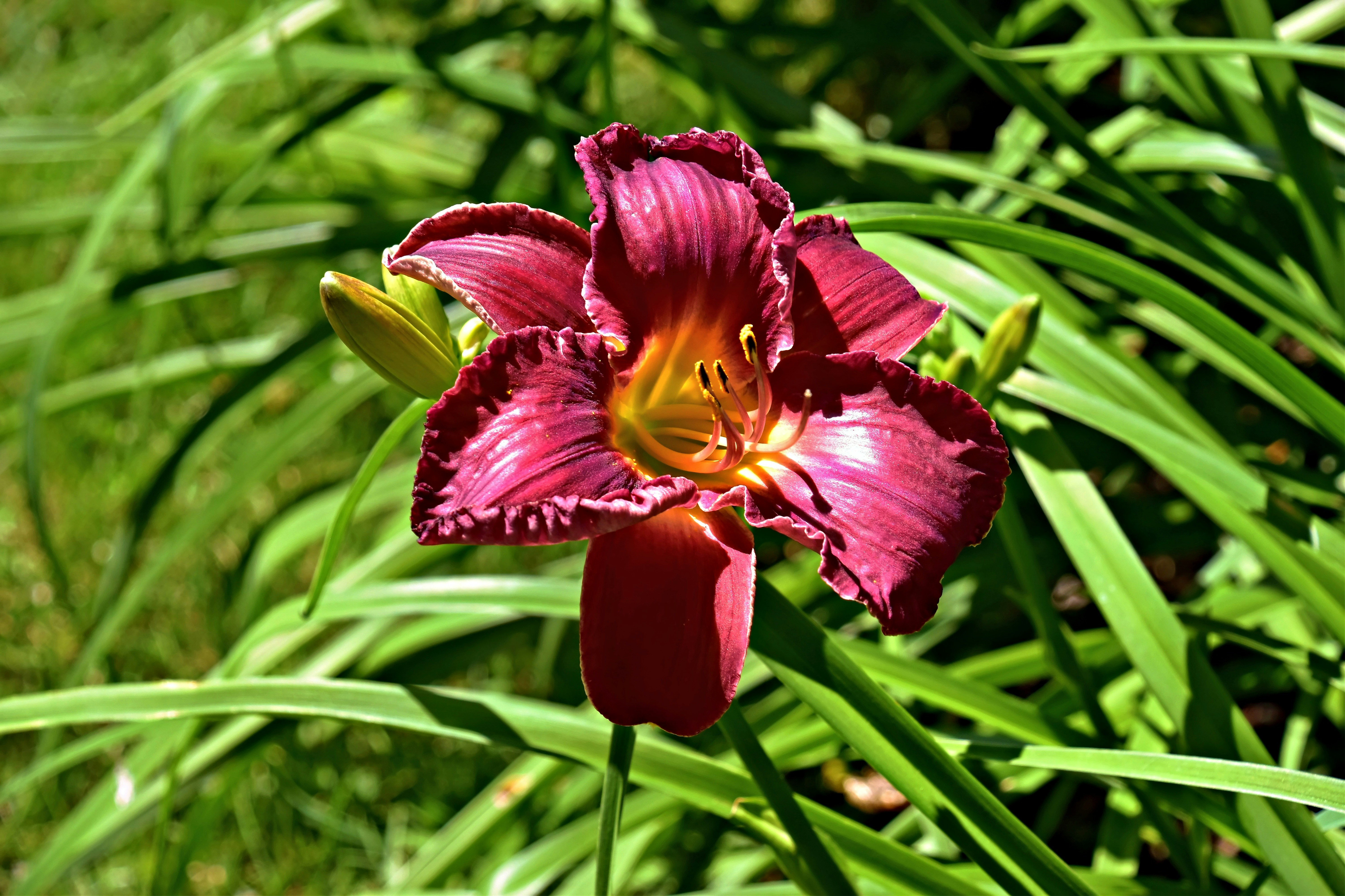Crimson Daylily: A Burst of Color Among Ribboned Green