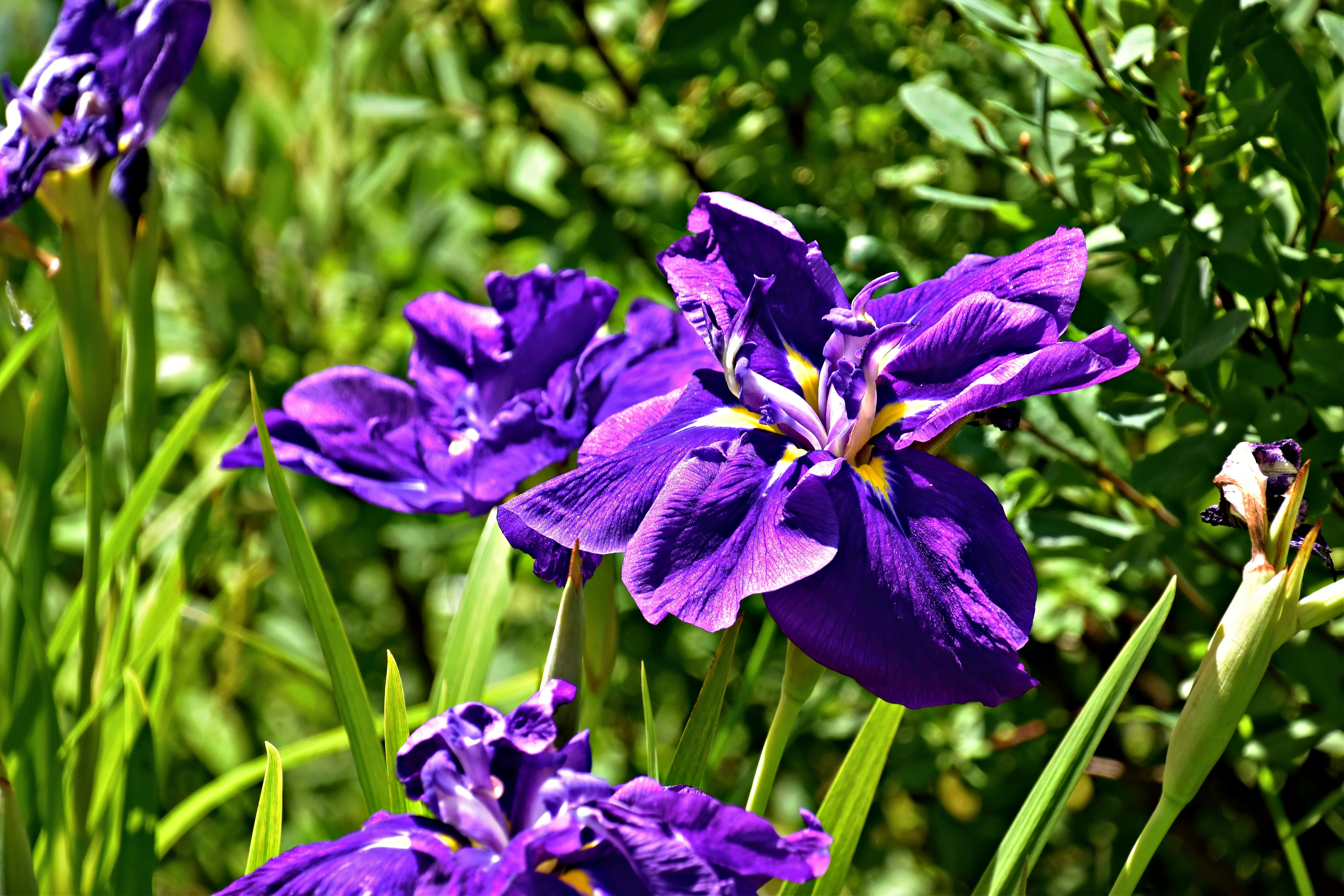 Purple Iris in Focus: Sunlit Garden Portrait