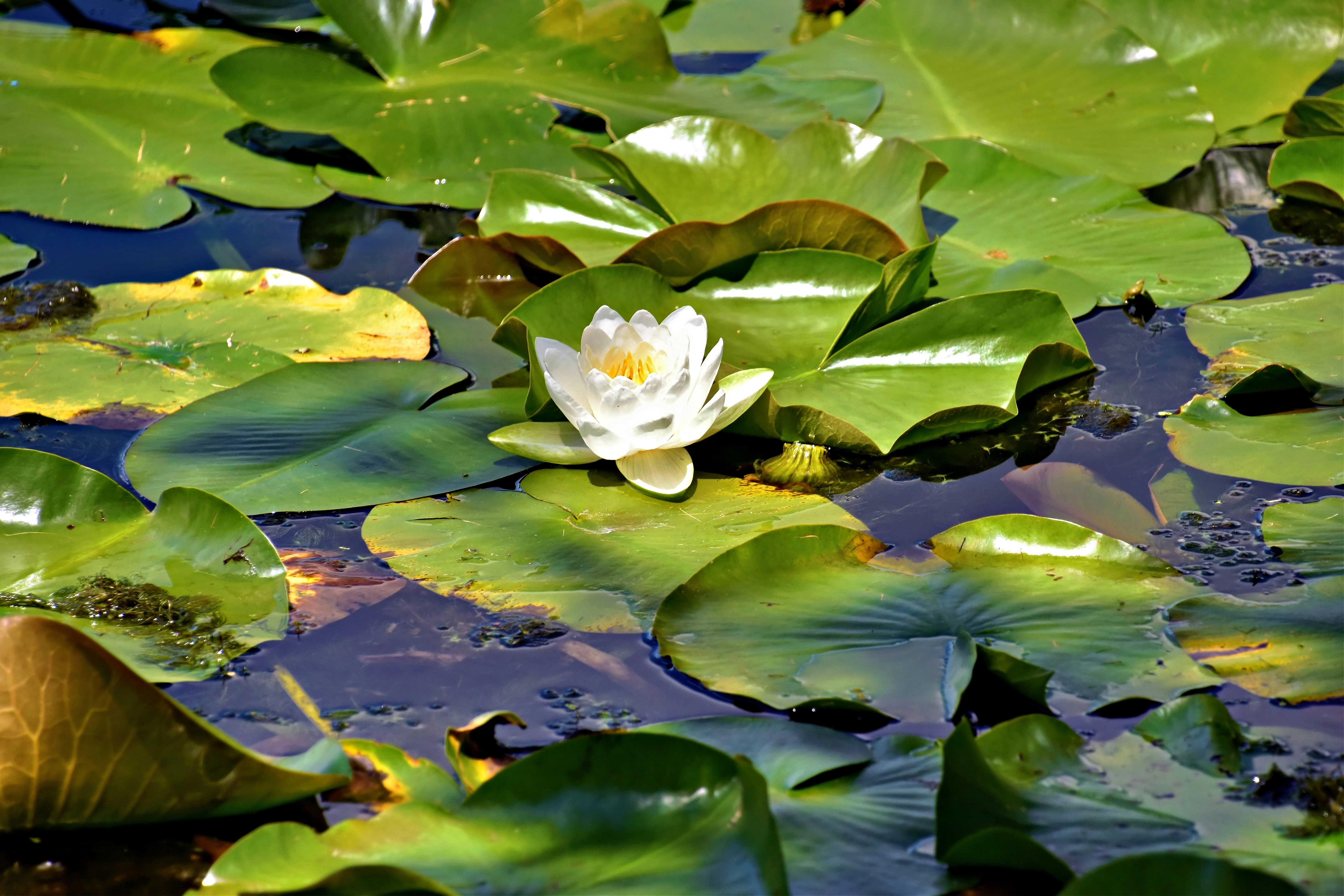 White Water Lily Centerstage Amid Olive-greened Ponds