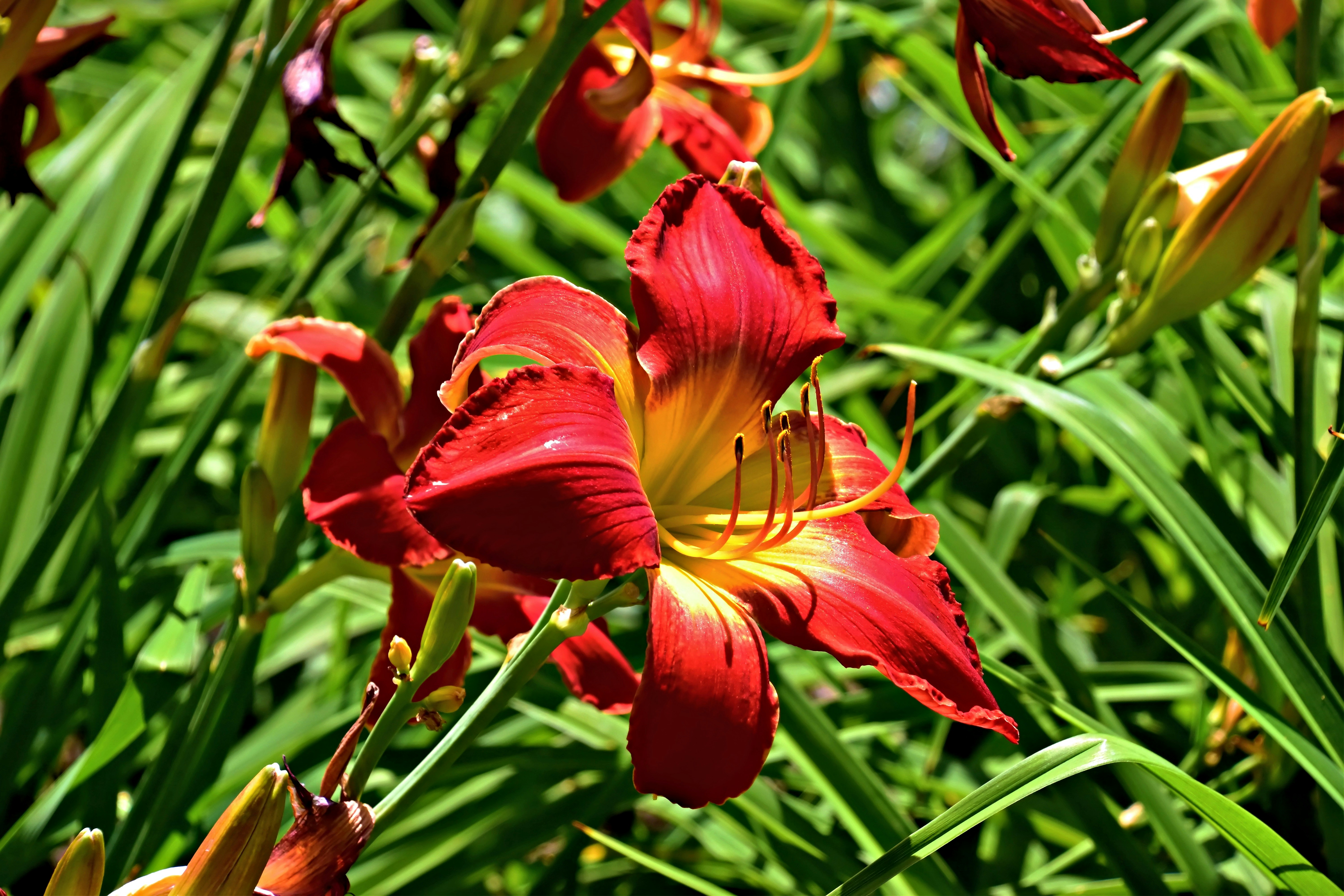 Crimson Lily Amid Green Spires