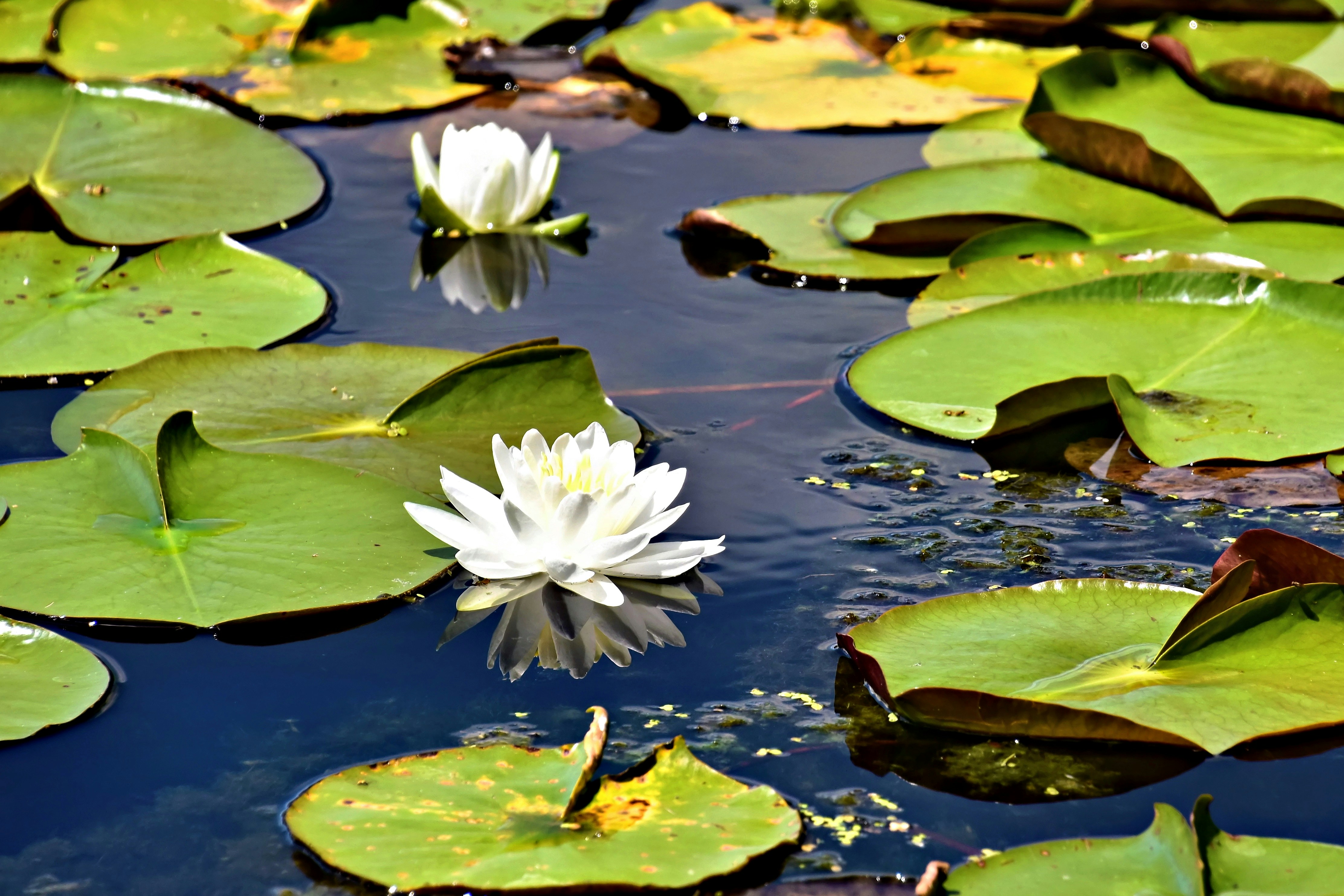 White Water Lilies Blooming Amid Reflections