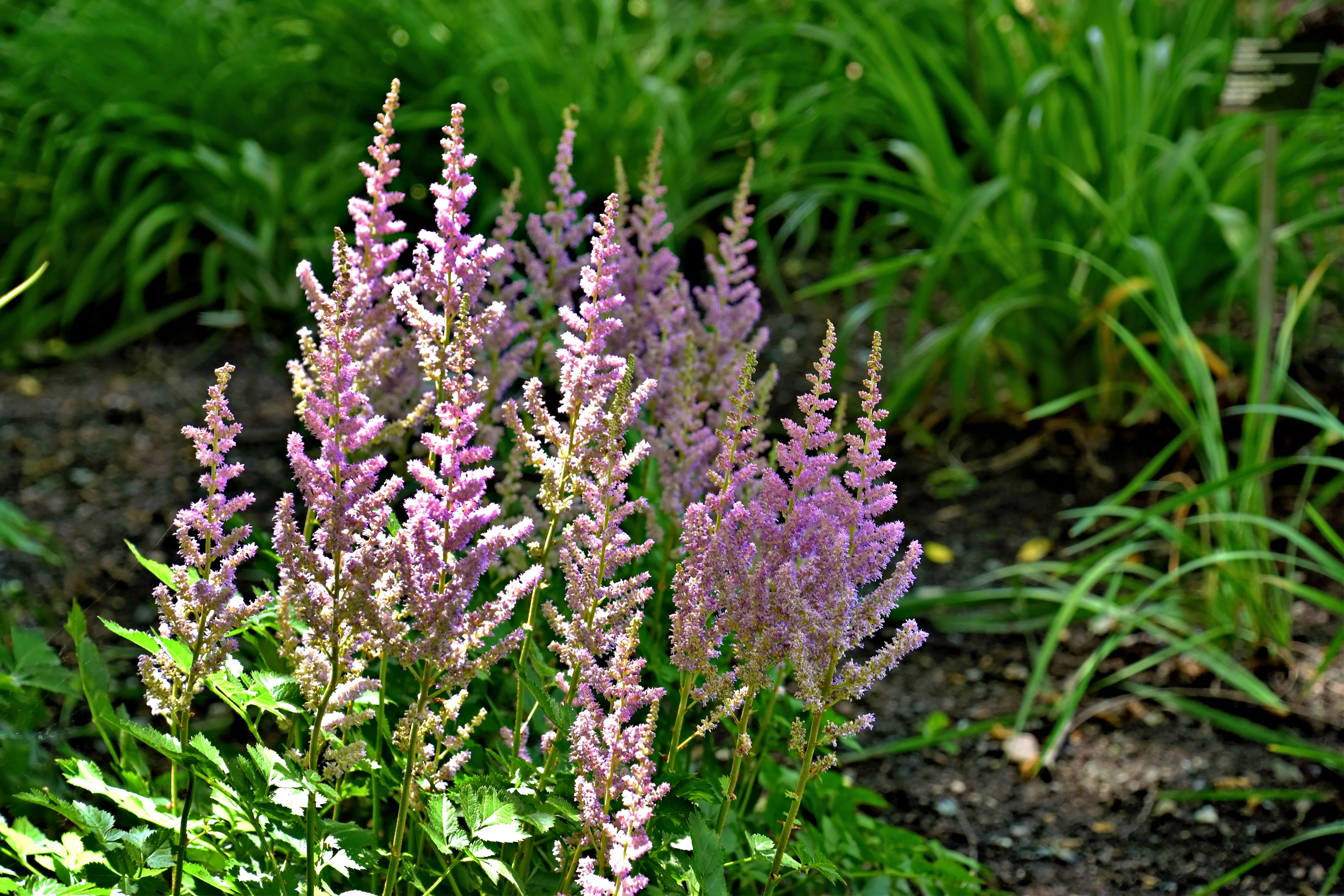 Pink Heather in a Sunlit Garden Bed
