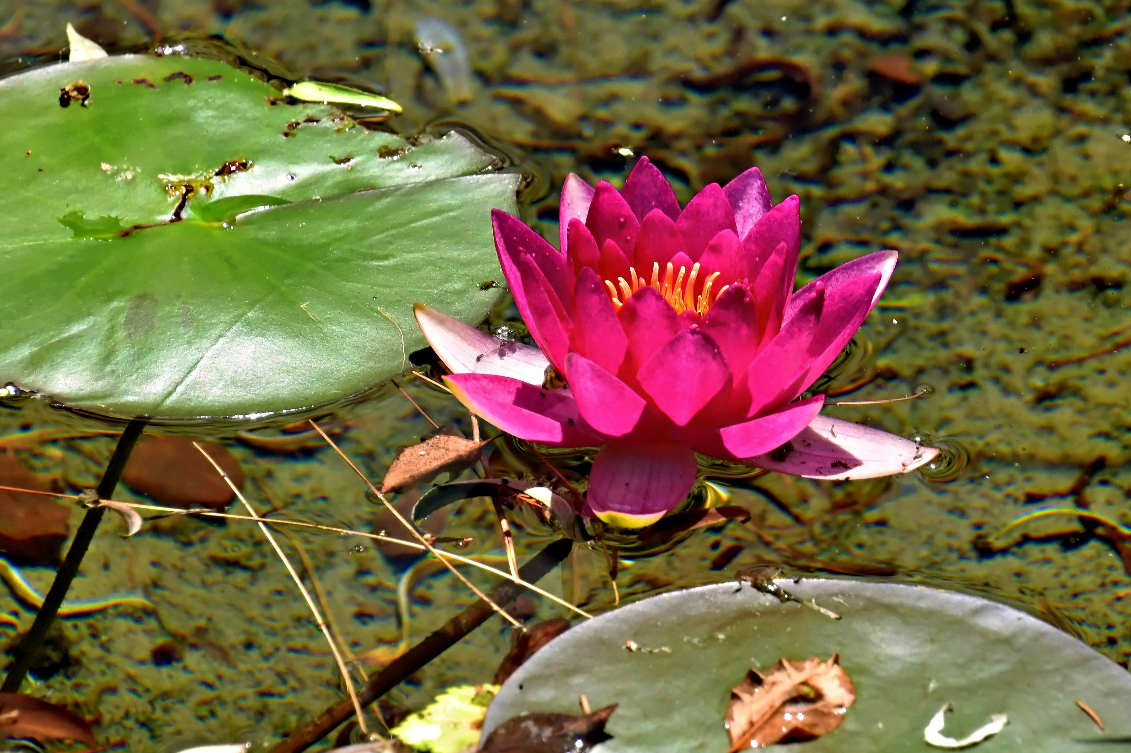 Pink Water Lily in Quiet Pond