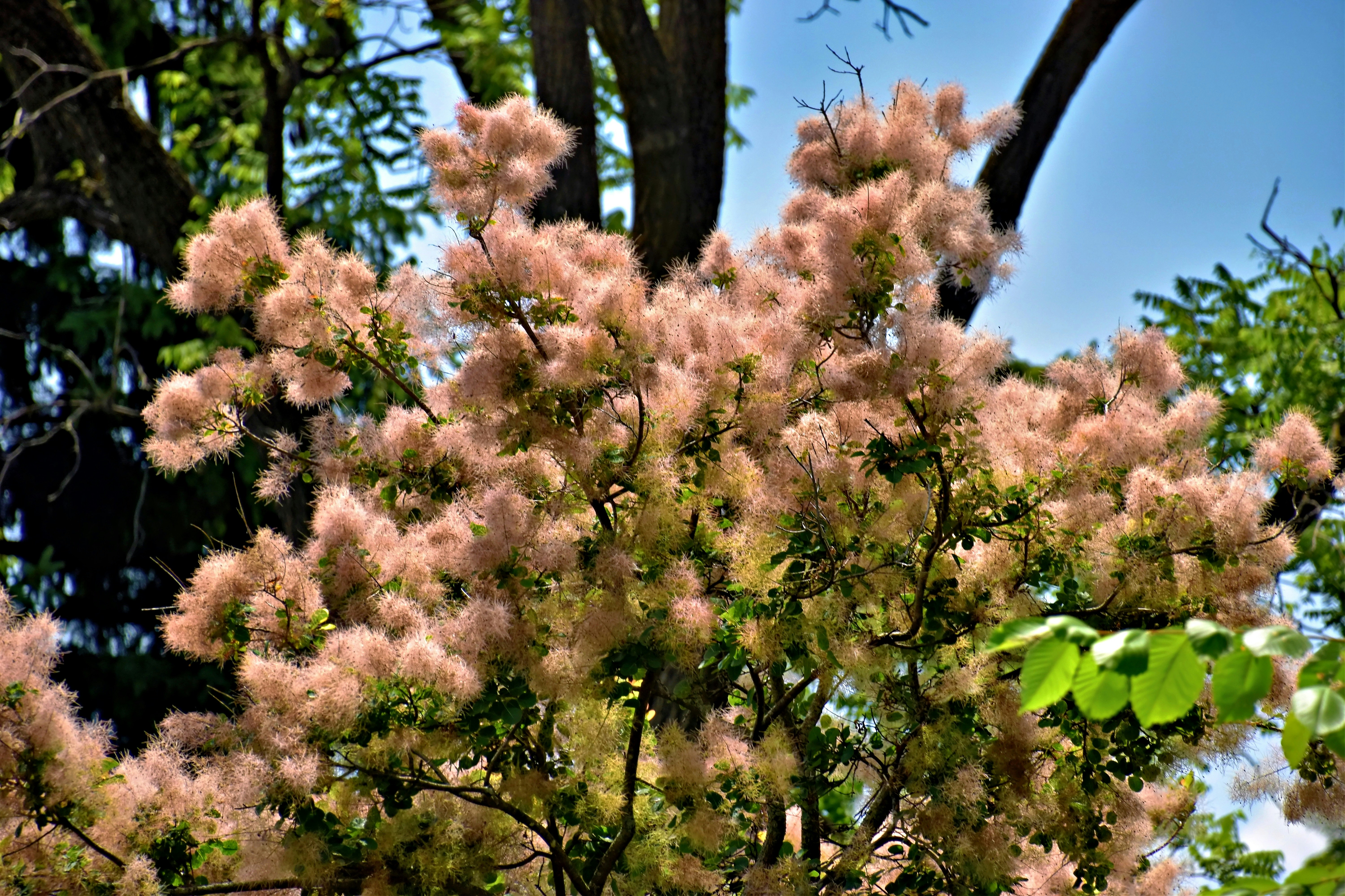 Fluffy Pink Blooms Against a Leafy Canopy