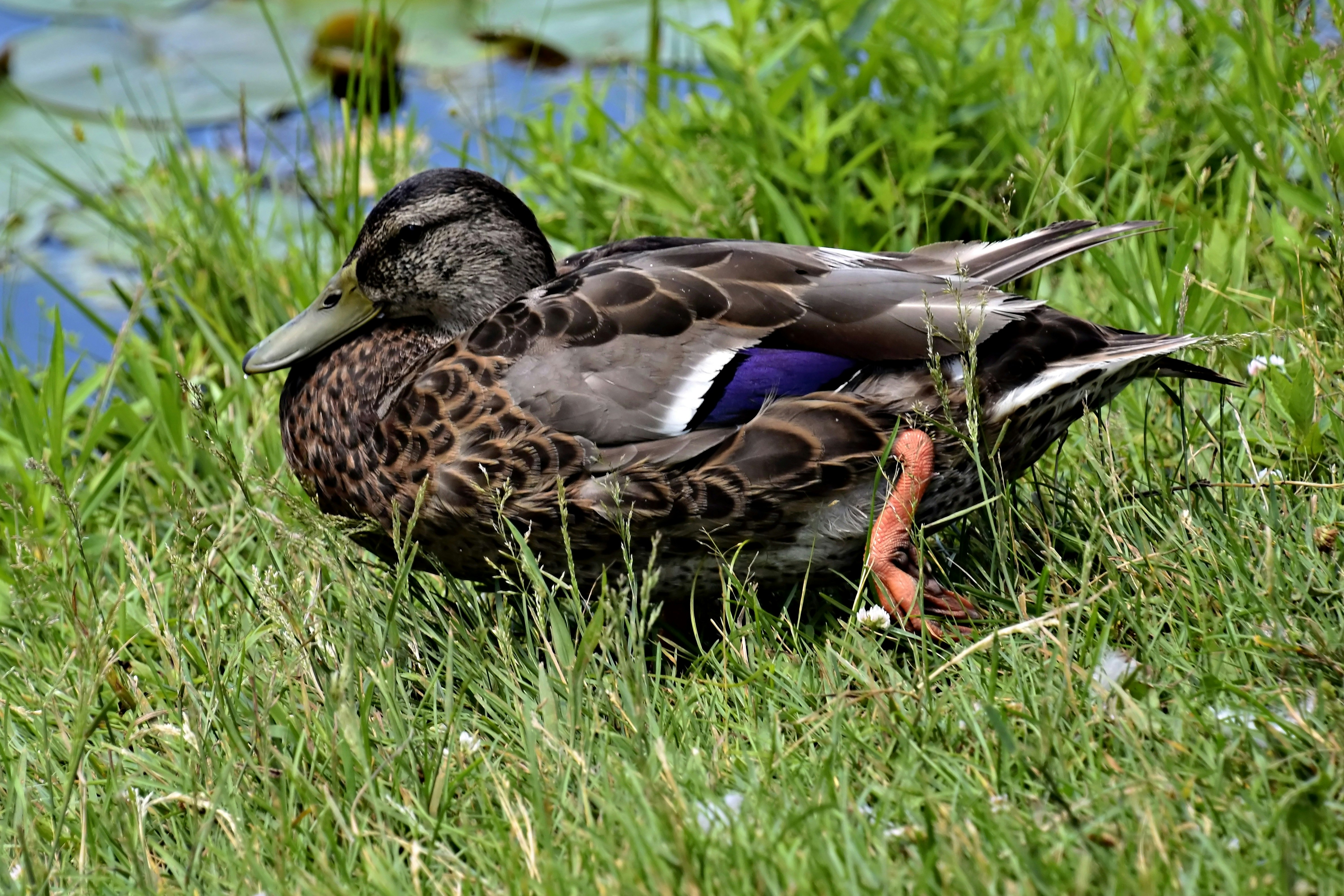 Sunlit Mallard Resting Among Grasses by a Riverside Bank
