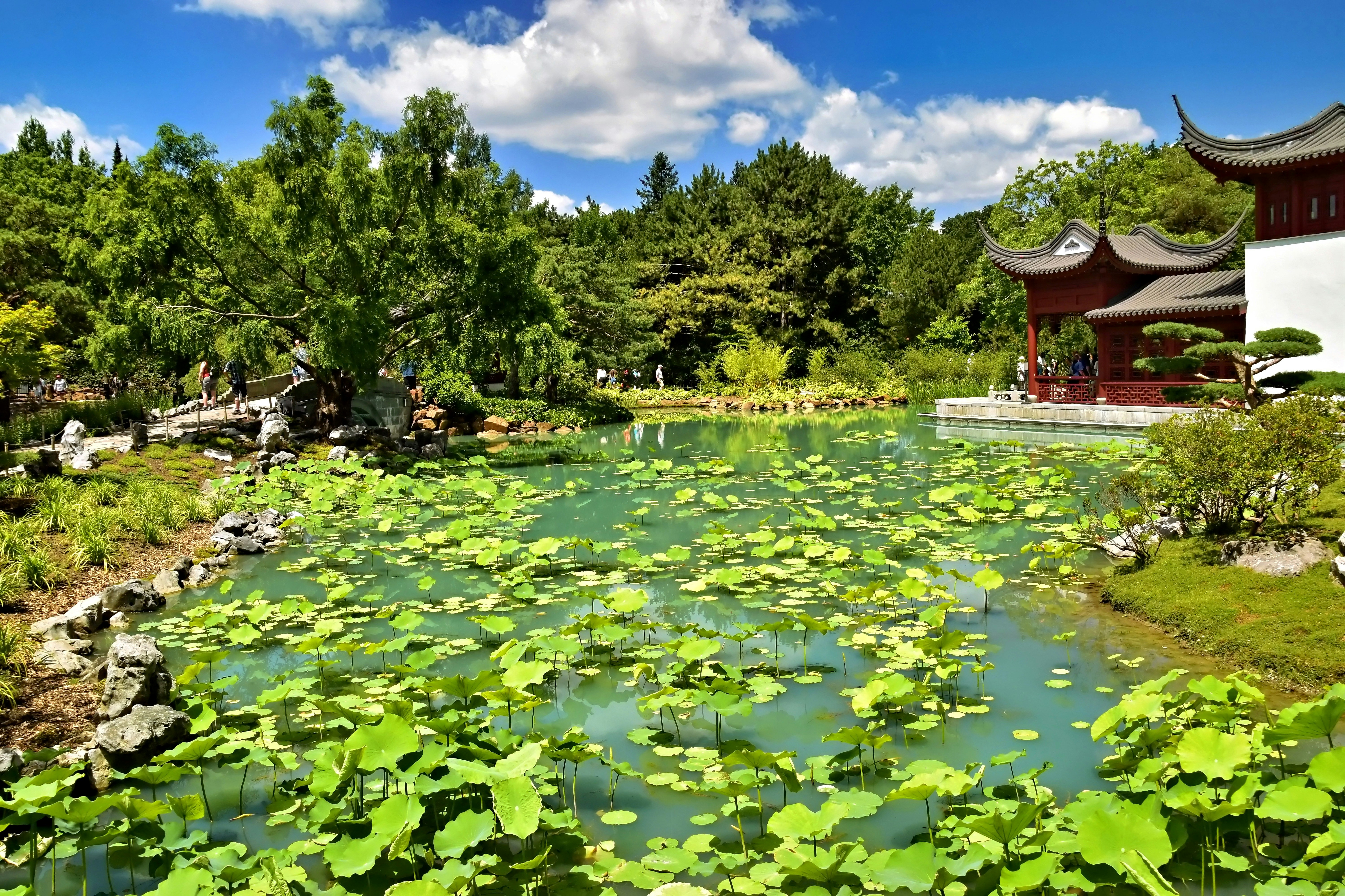 Serene Lily Pond by a Traditional Pavilion in a Tranquil Japanese-Style Garden