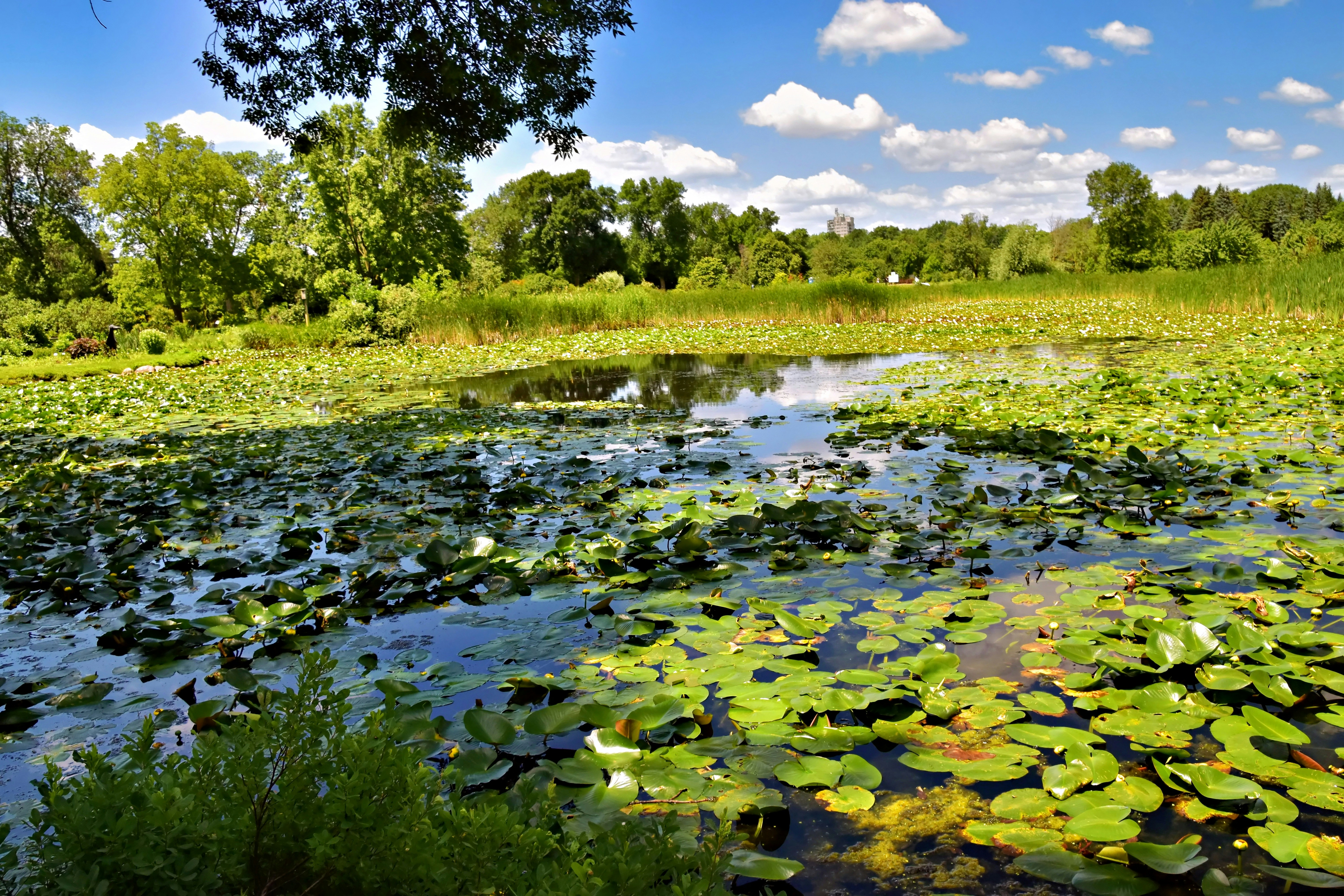 Sunlit Lily Pond: Mirror of Sky and Trees