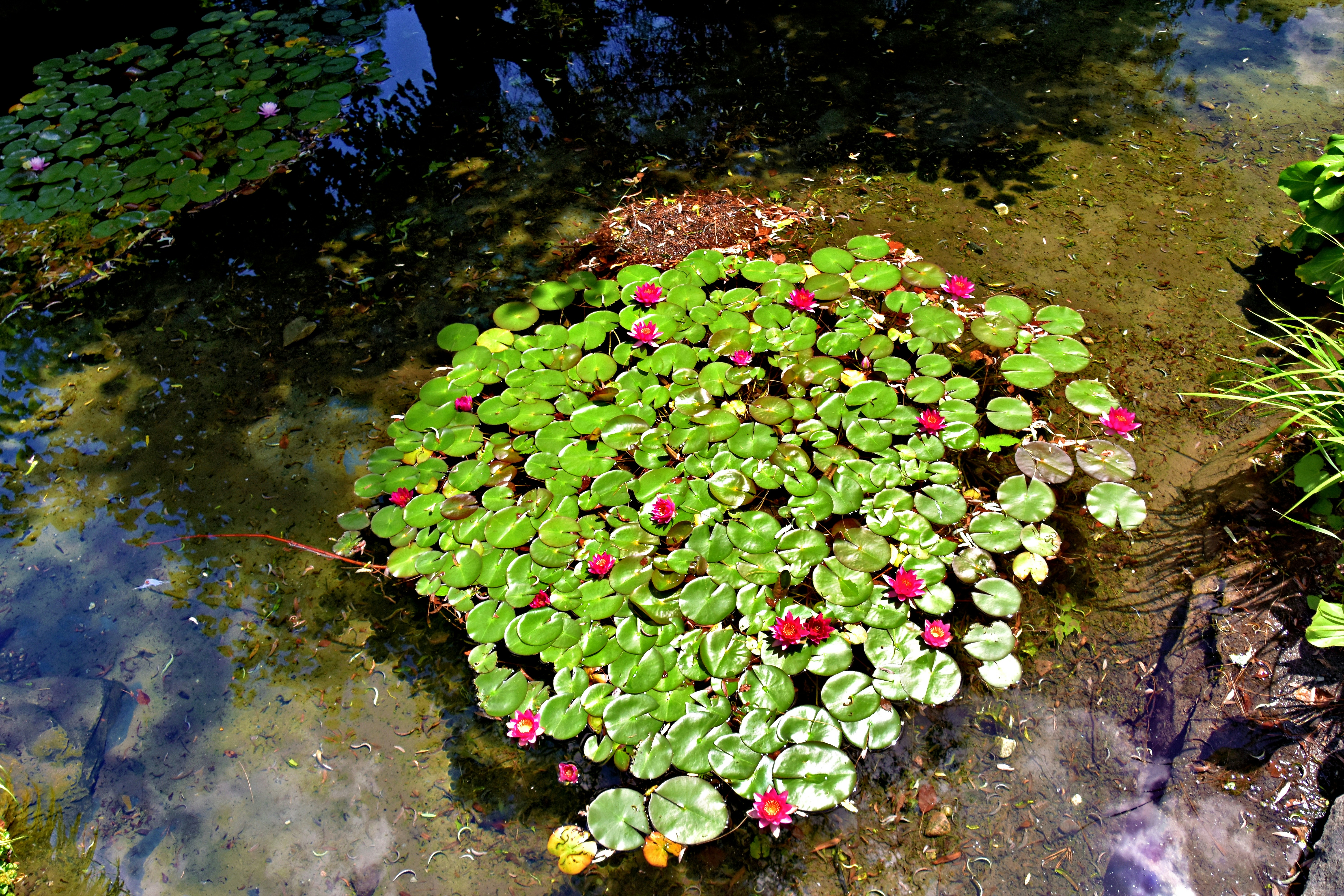 Floating Jewel Garden: Pink-tinged Water Lilies in a Quiet Pond
