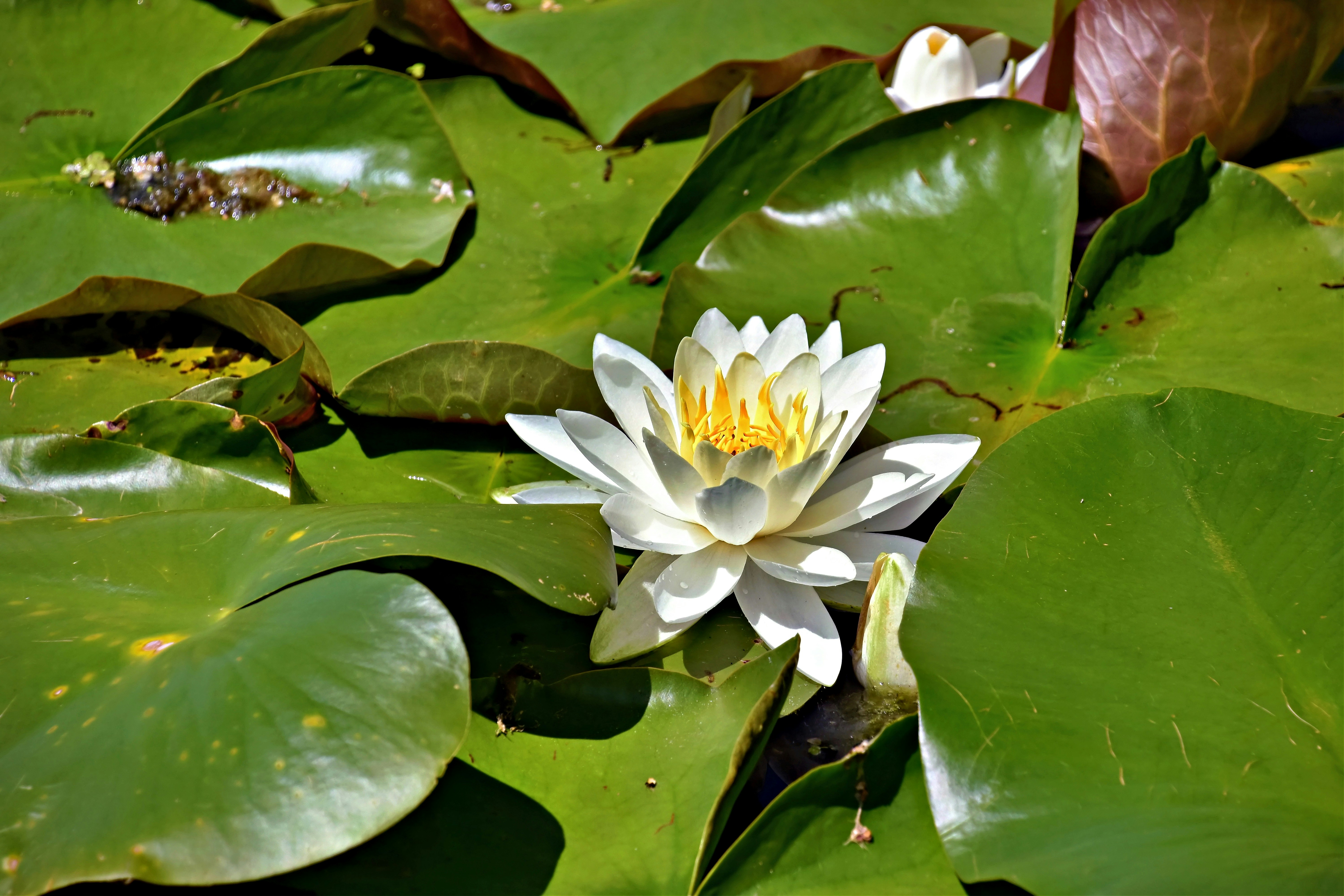 White Water Lily as Quiet Centerpiece among Emerald Pads