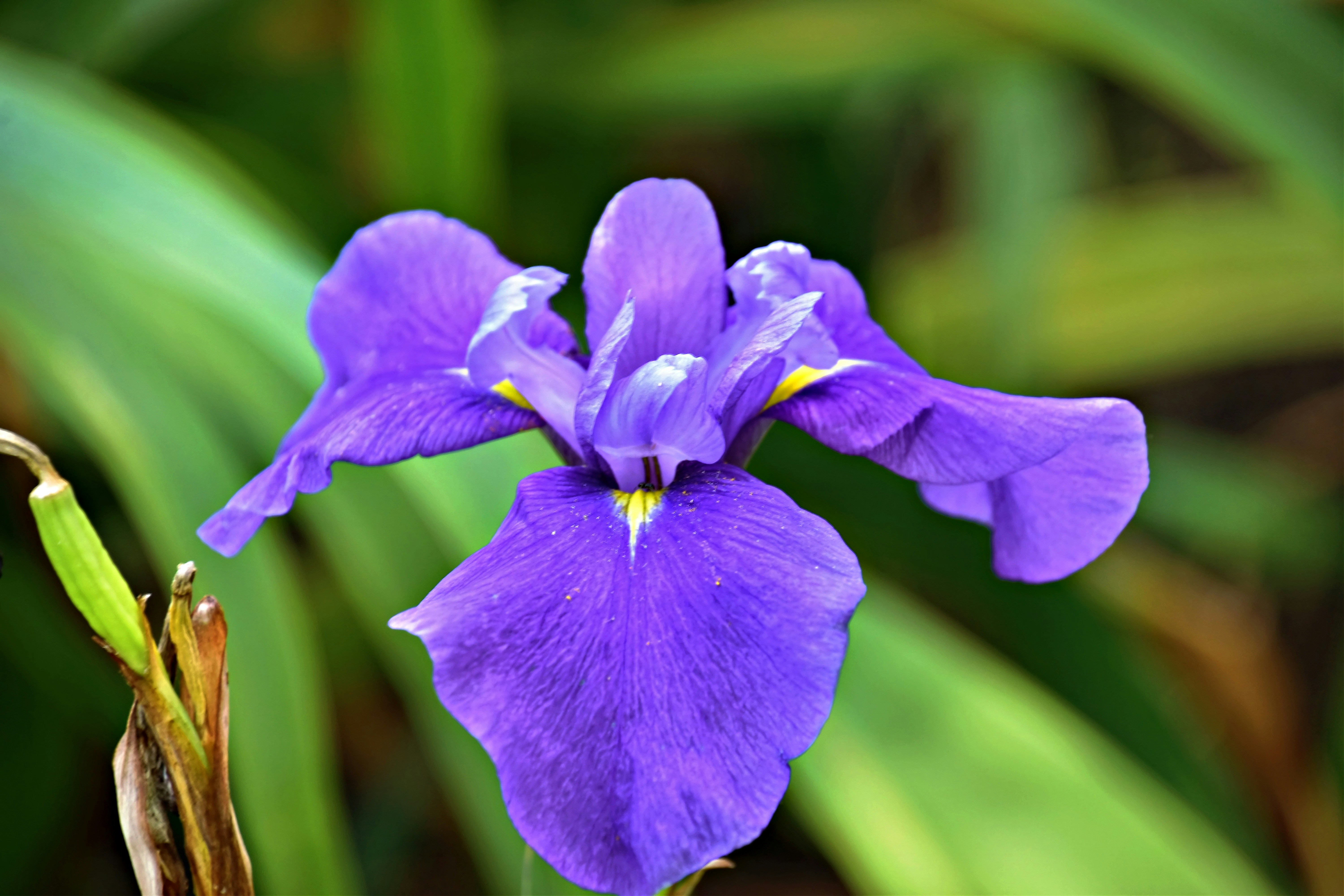 Violet Iris in Focus: A Bright Spotlight on Petal Detail