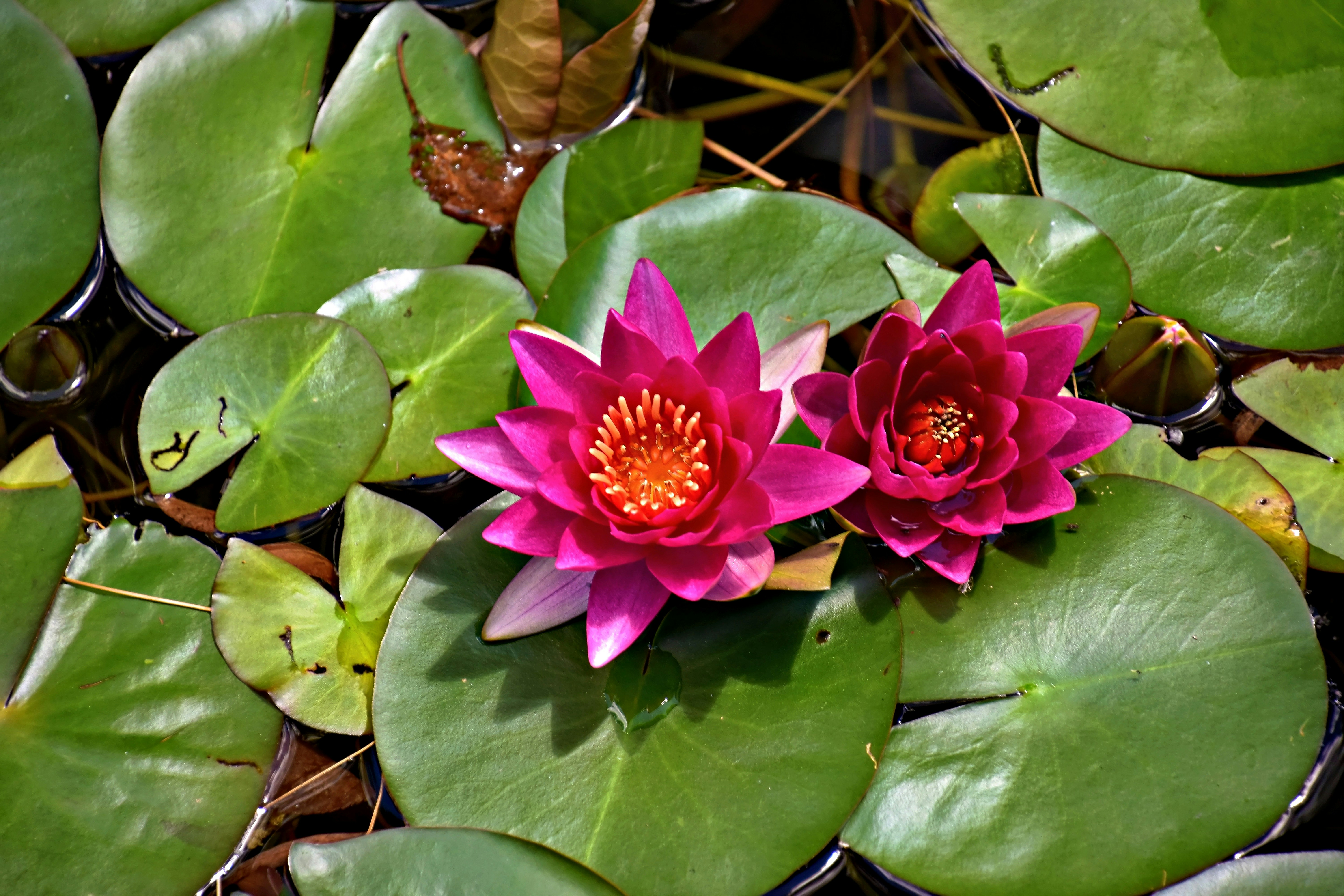 Twin Pink Water Lilies Amid Green Pads