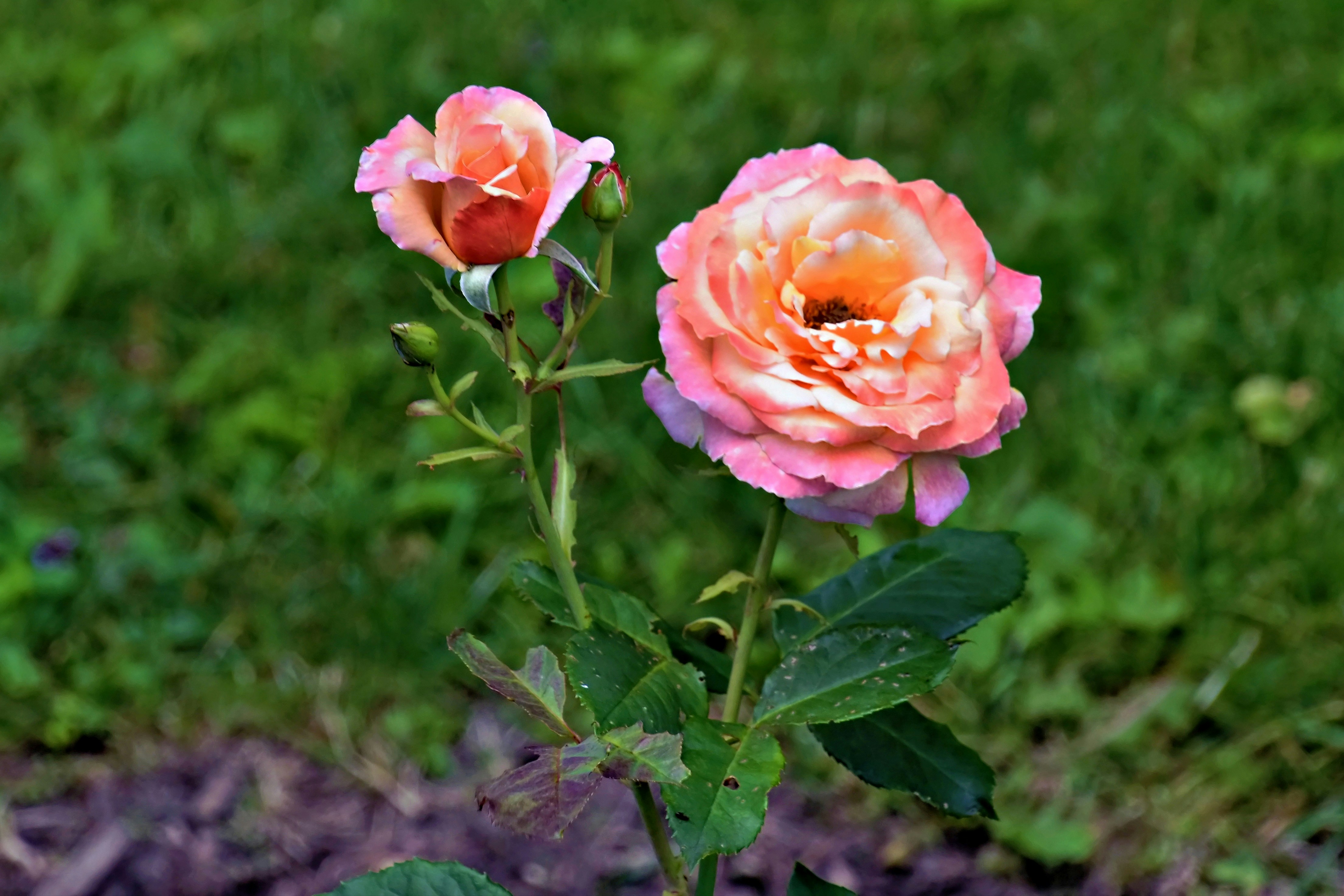 Pink-Orange Rose Bloom in a Garden Edging