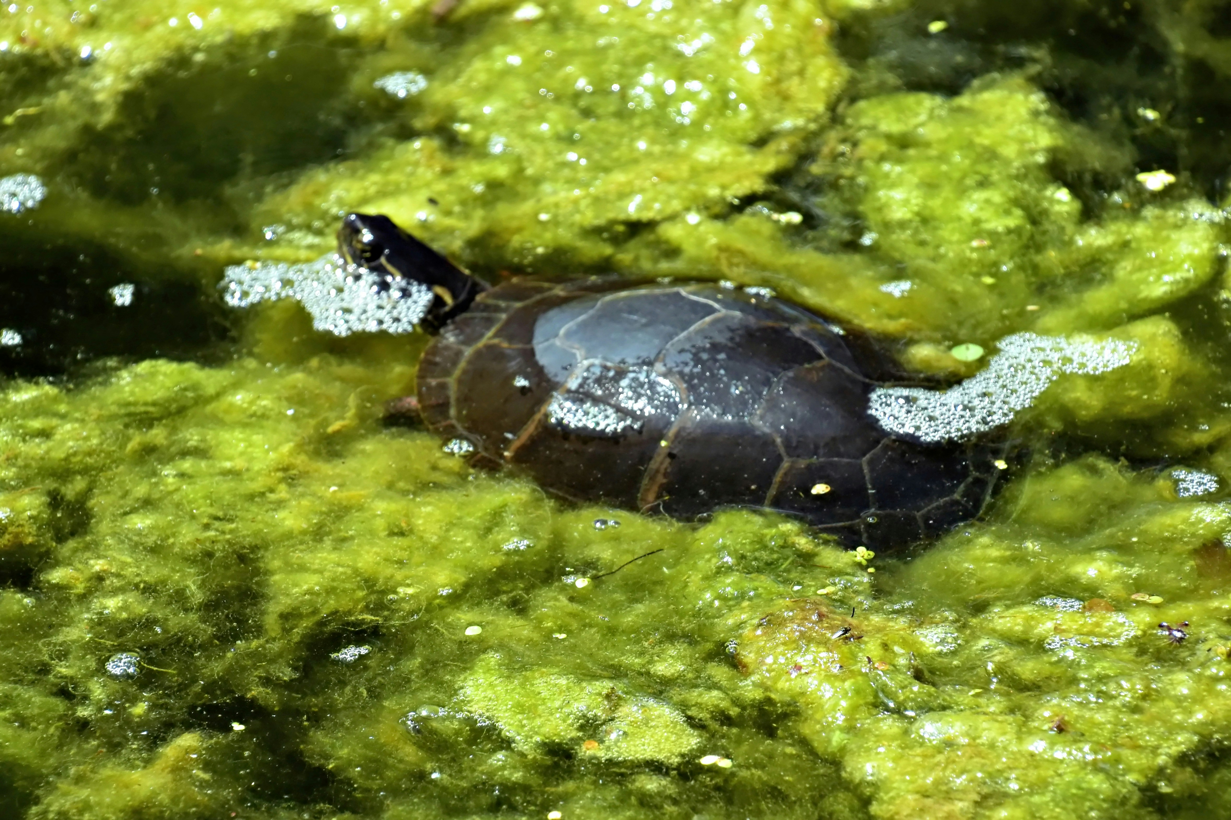 Emerald Pond Traveler: A Dark-Shelled Tortoise Among Mossy Greens