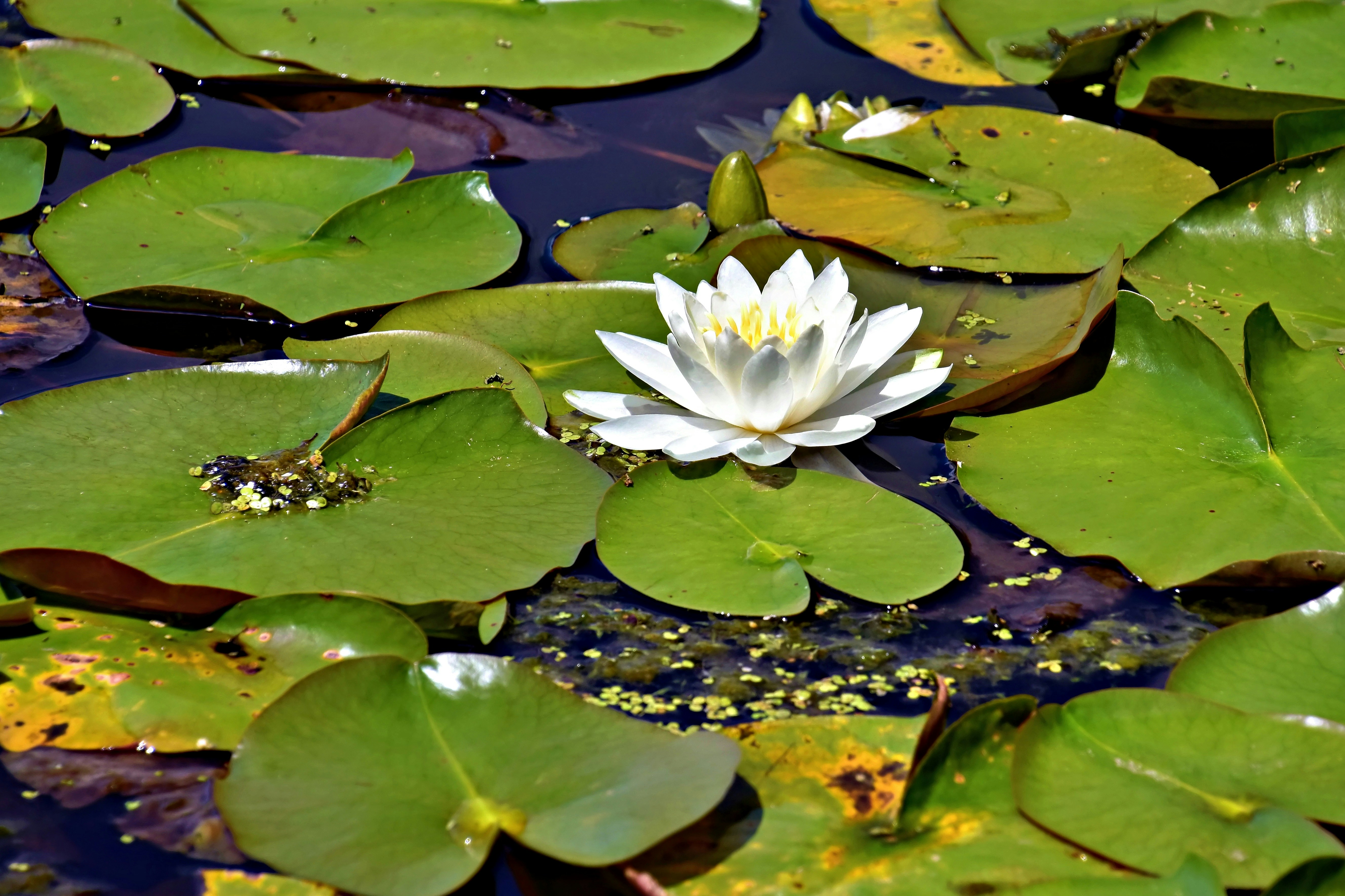 Emerald Pond Bloom: A White Water Lily in Quiet Light