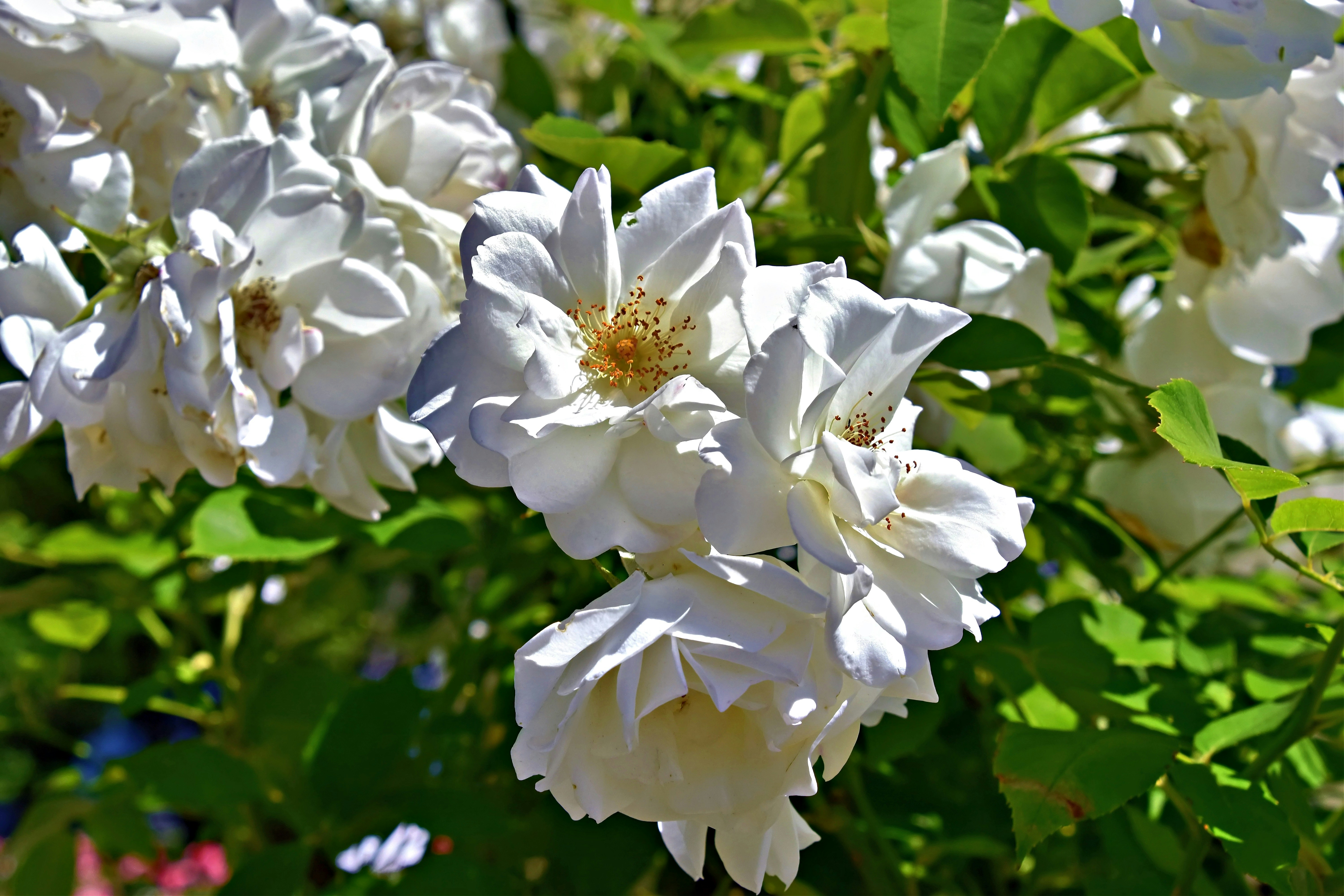 White Rose Cluster in Sunlit Garden