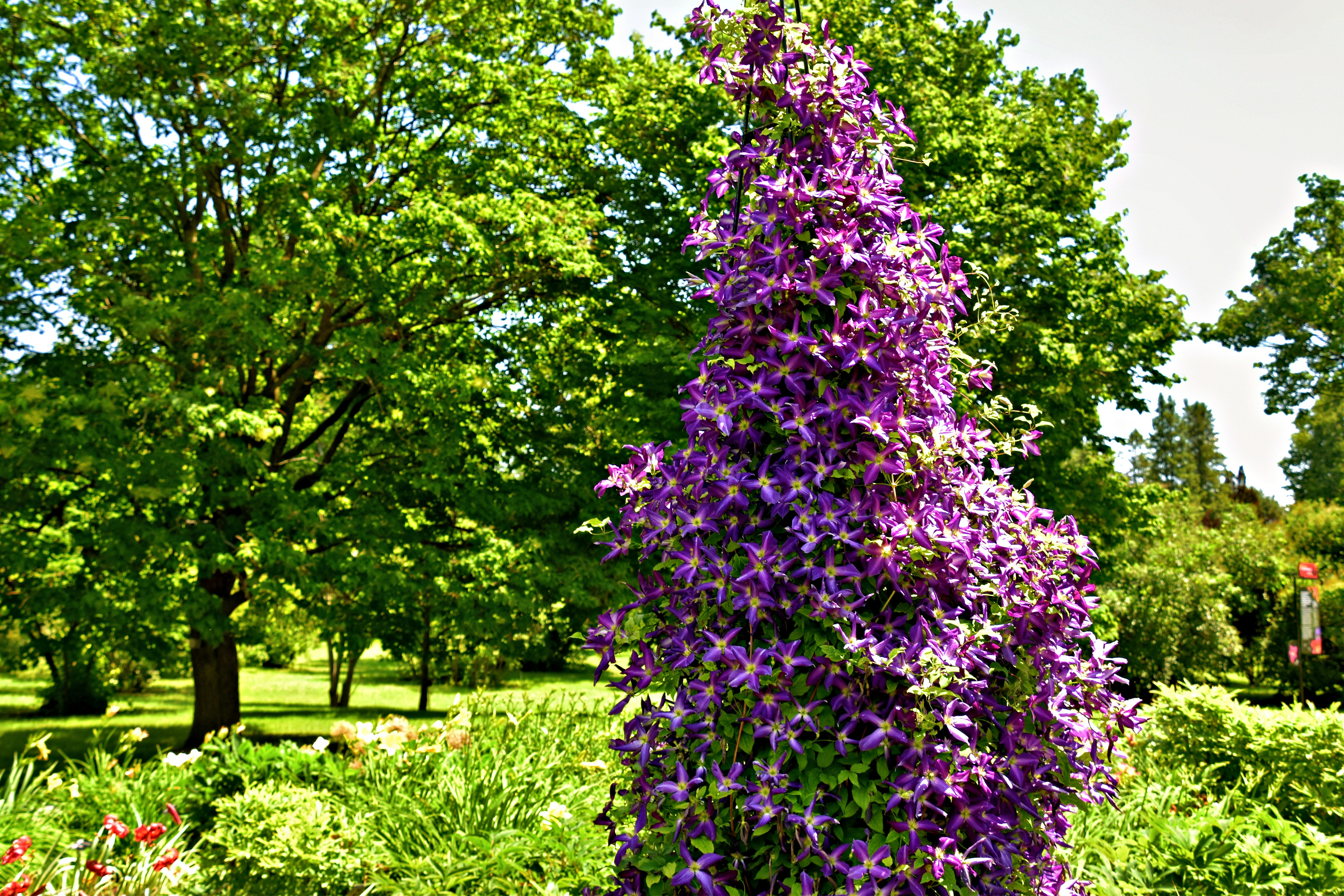 Towering Violet Bloom in a Sunlit Garden
