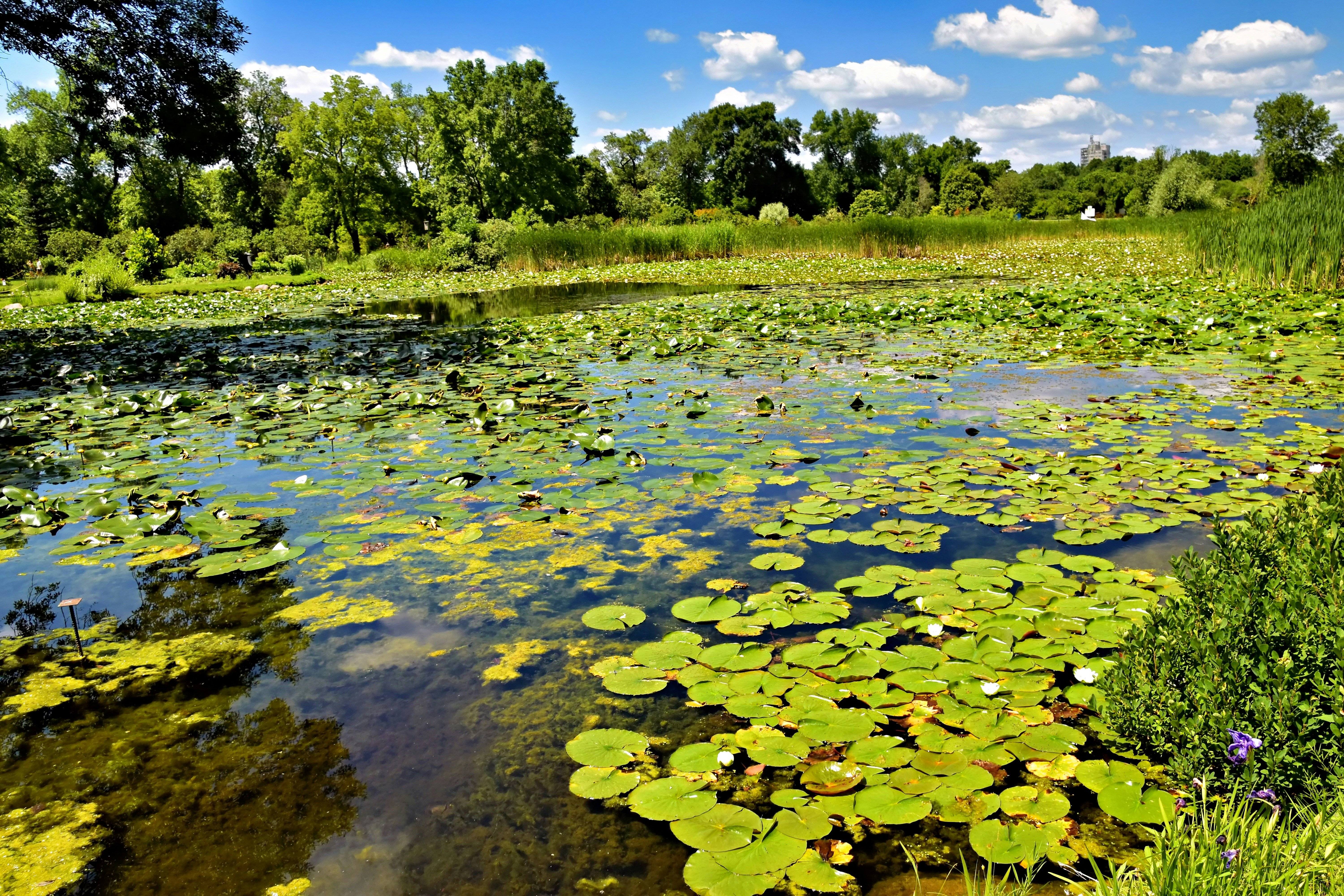 Sunlit Lily-Pond at the Edge of a Quiet Meadow
