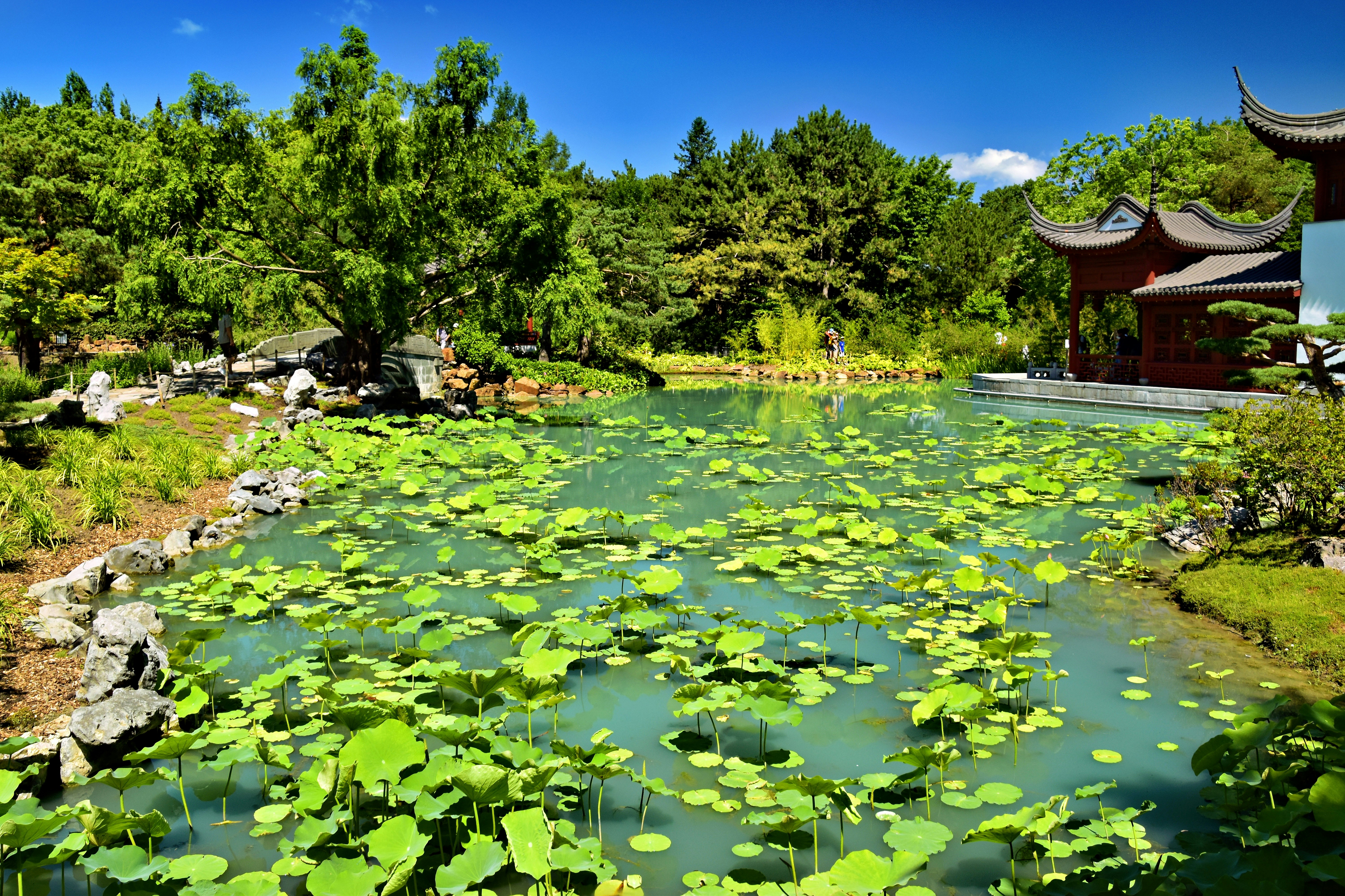 Koi of Serenity: Lily-Pocked Pond Between Classical Garden Pavilions