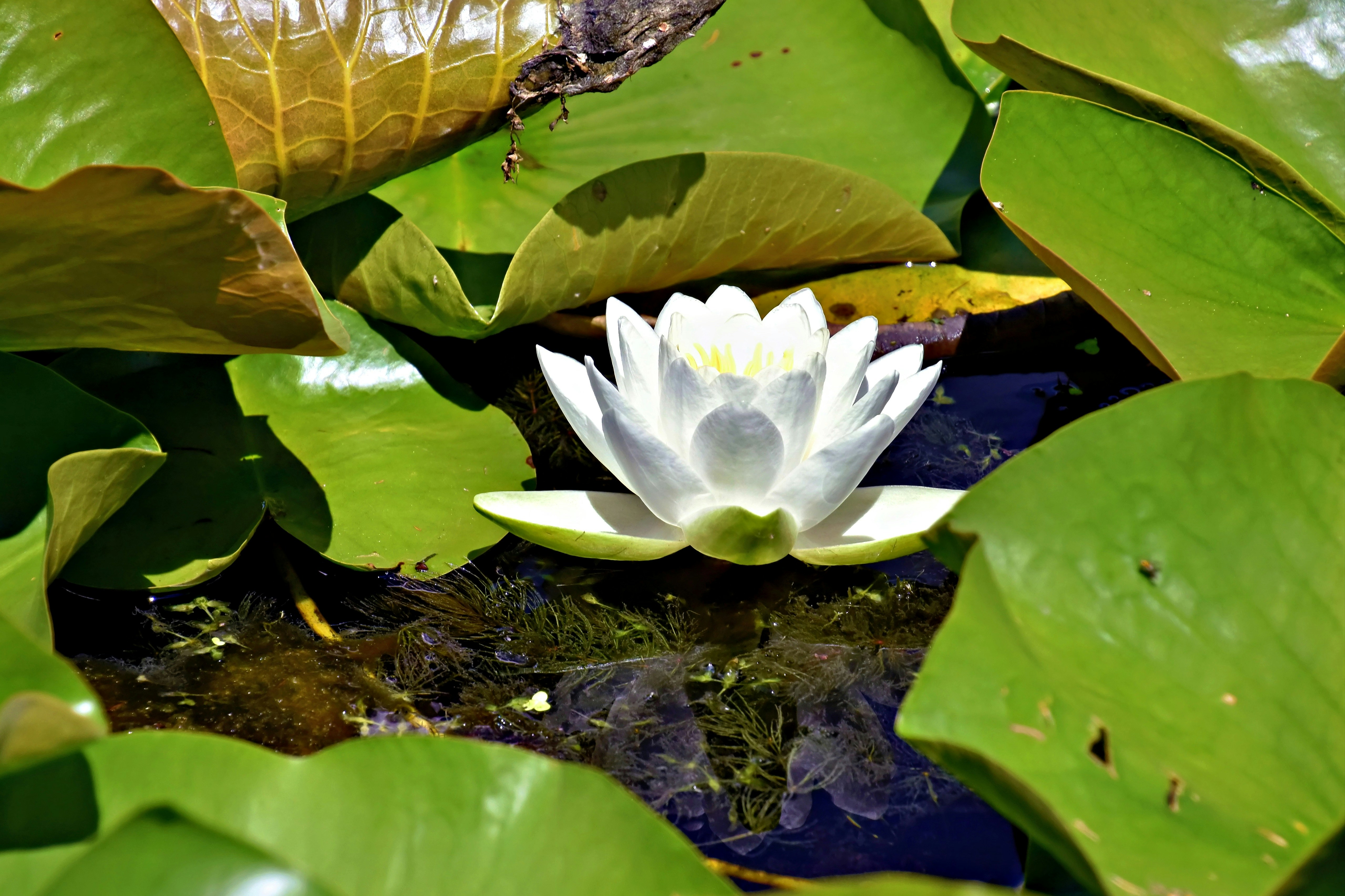 White water lily primed at the river’s edge amid emerald pads