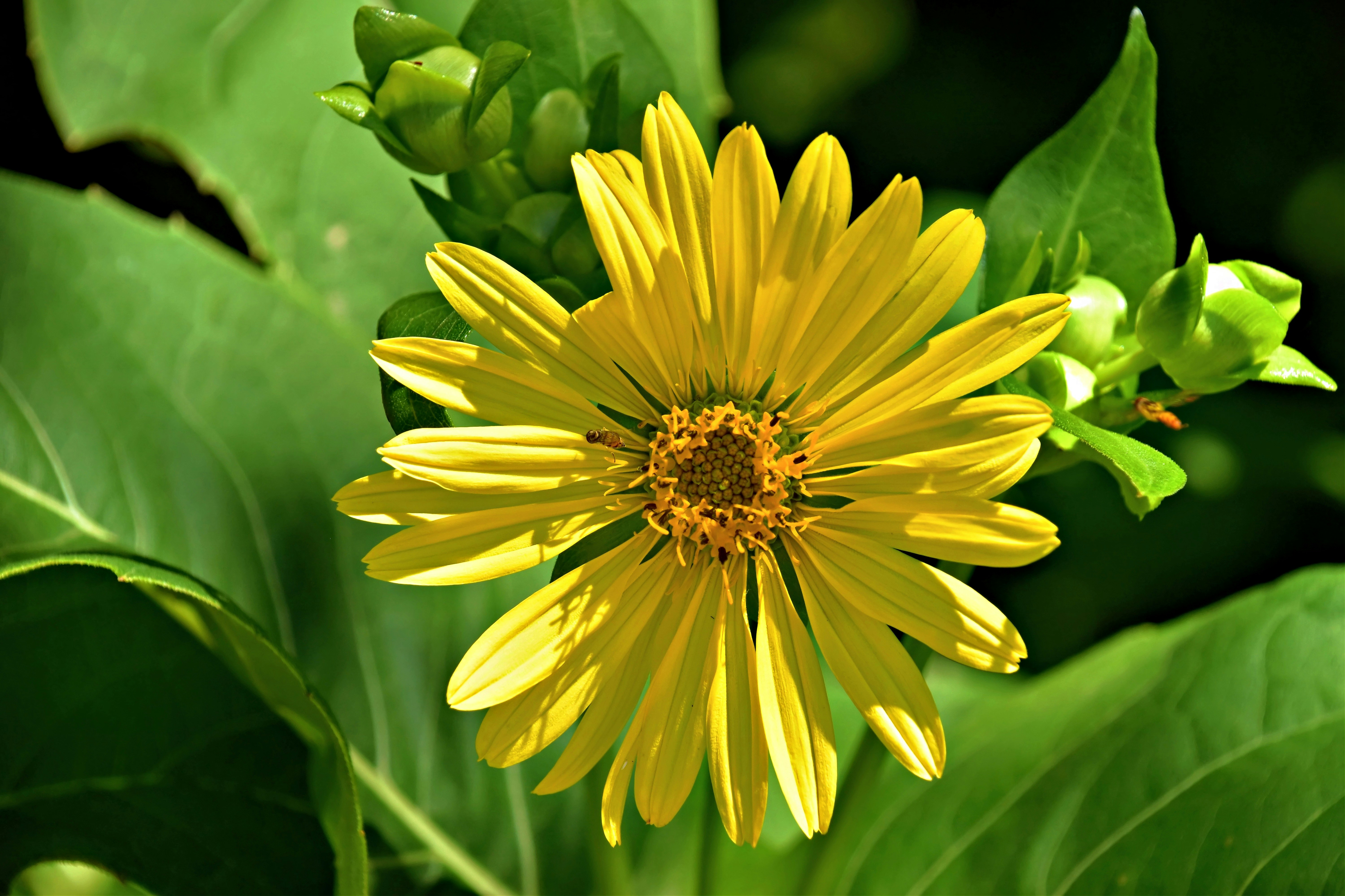 Sunburst Bloom: A Yellow Daisy Dominating a Lush Green Backdrop