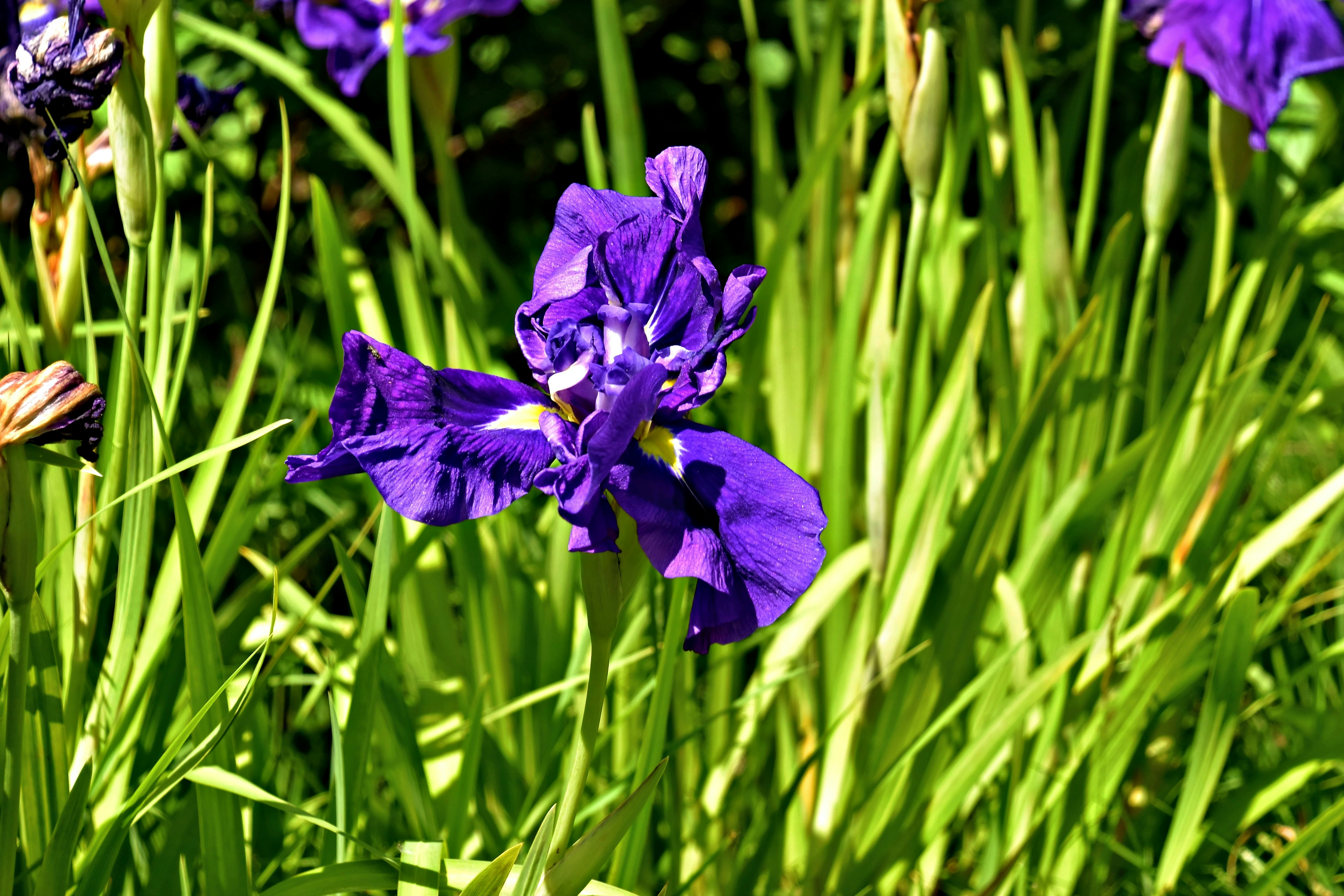 Deep Violet Iris Amid Bright Green Stalks