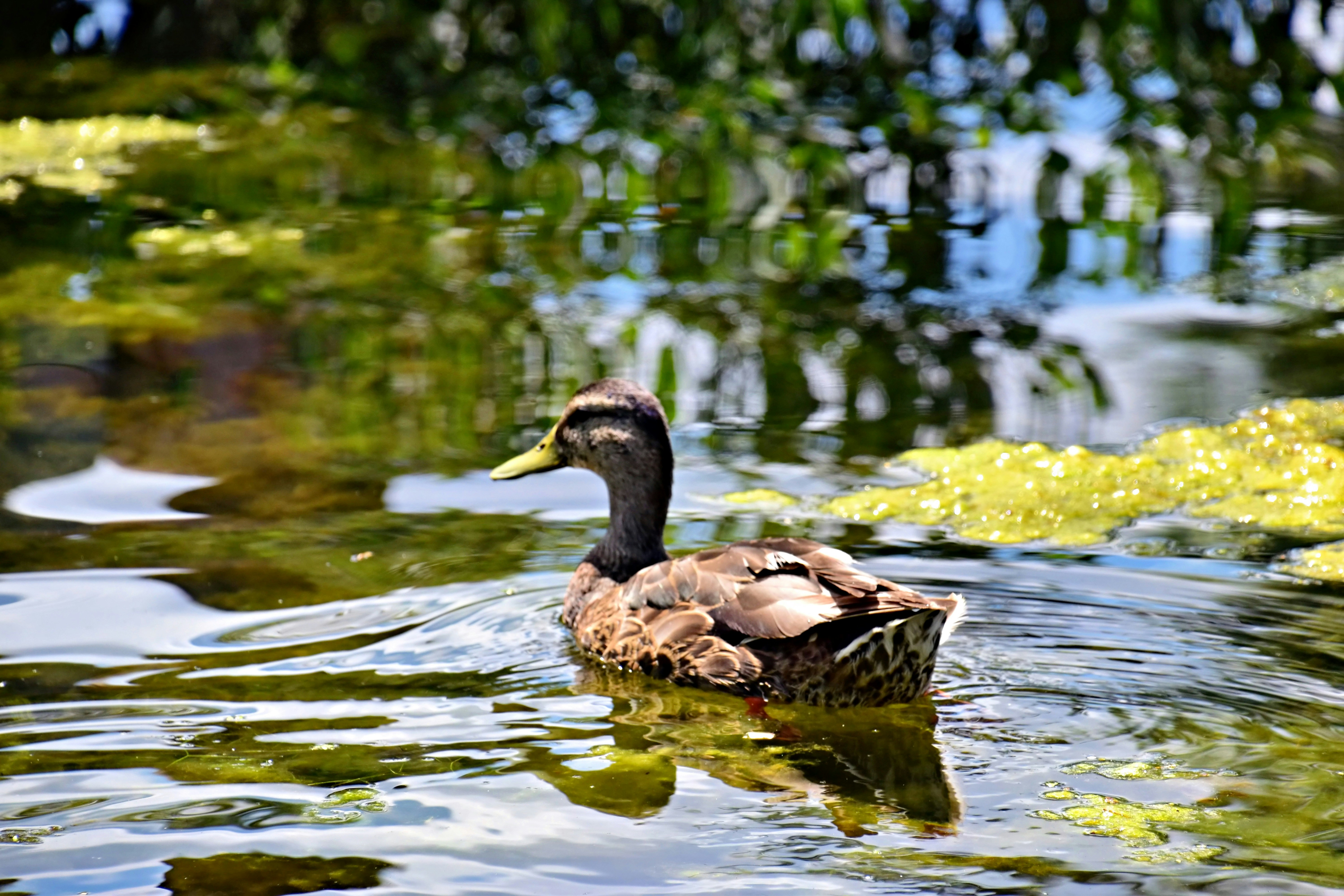 A solitary duck glides through sunlit ripples