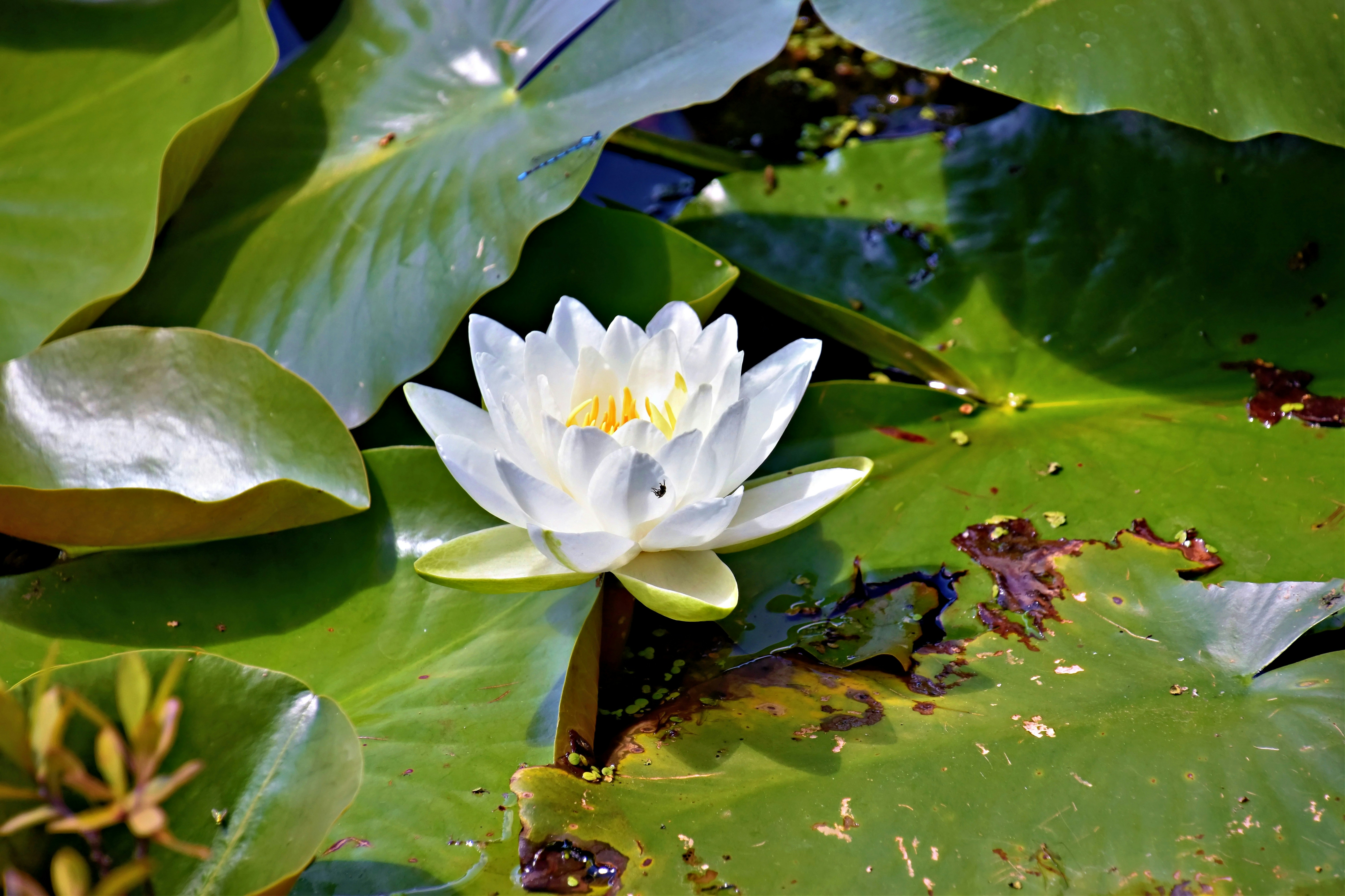 White water lily centered among sunlit green pads in a tranquil pond