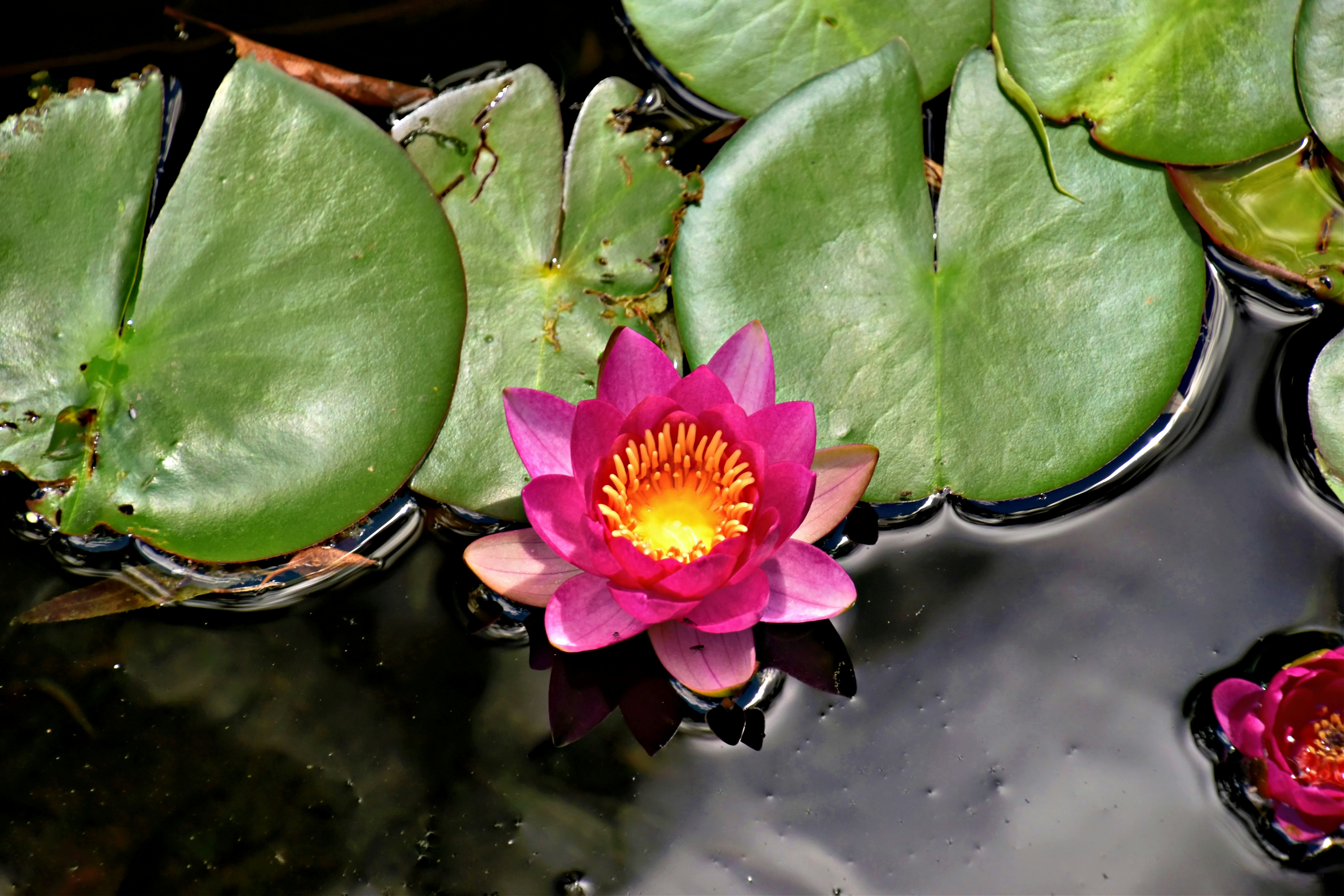 Magenta Waterlily in a Quiet Pond