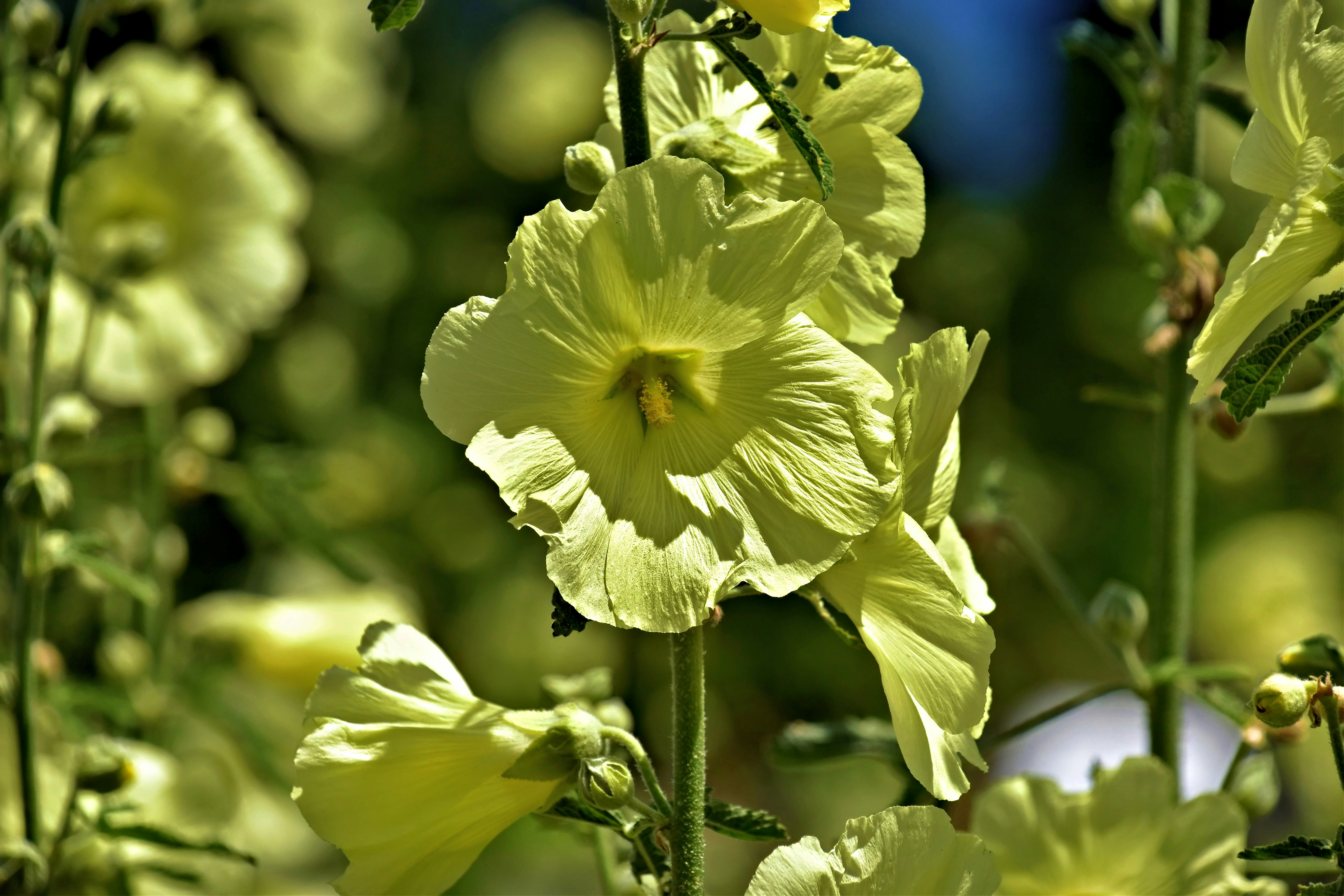 Sunlit Coral: A Cluster of Luminous Yellow Hollyhocks