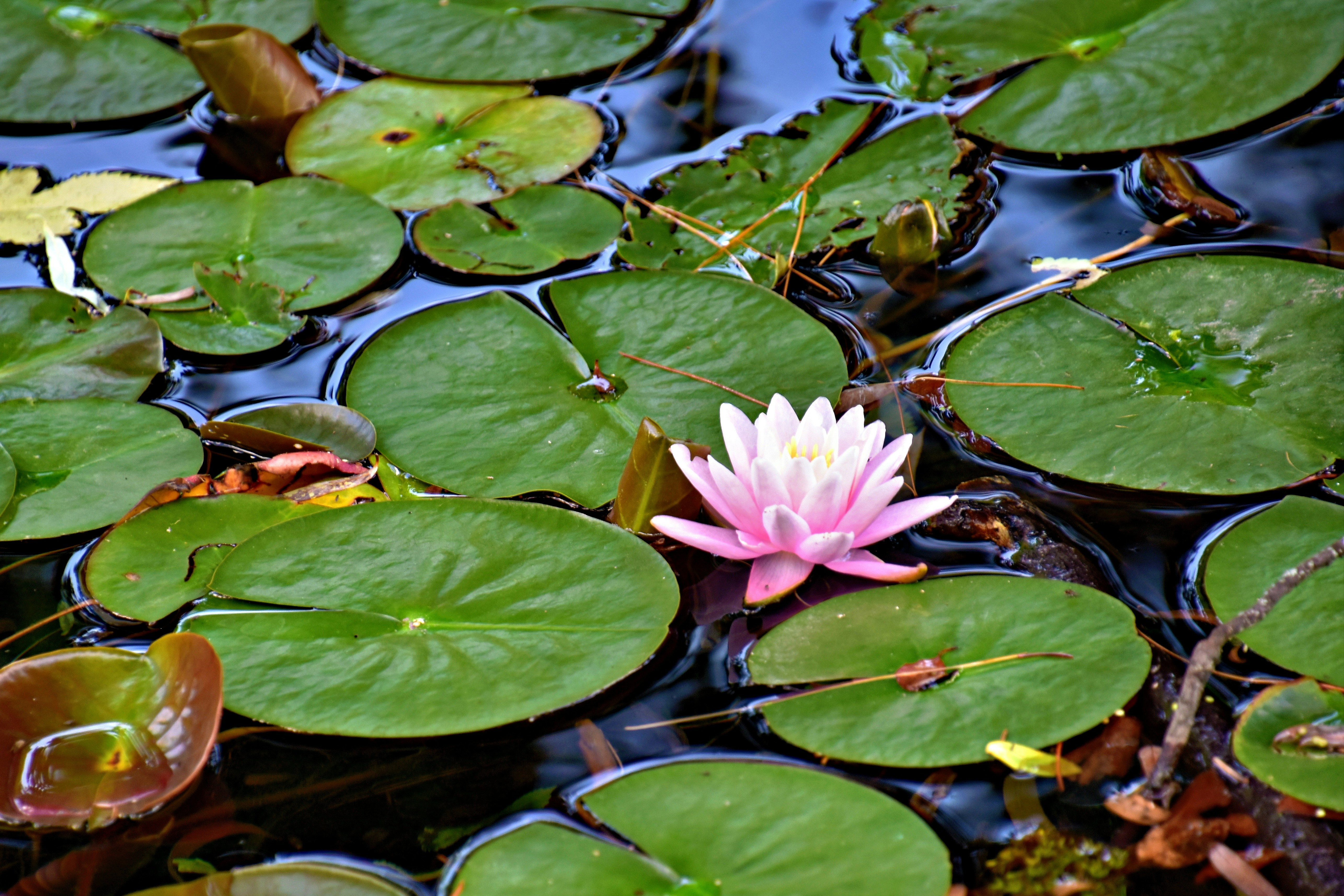 Pink Water Lily Amid Circular Green Pads