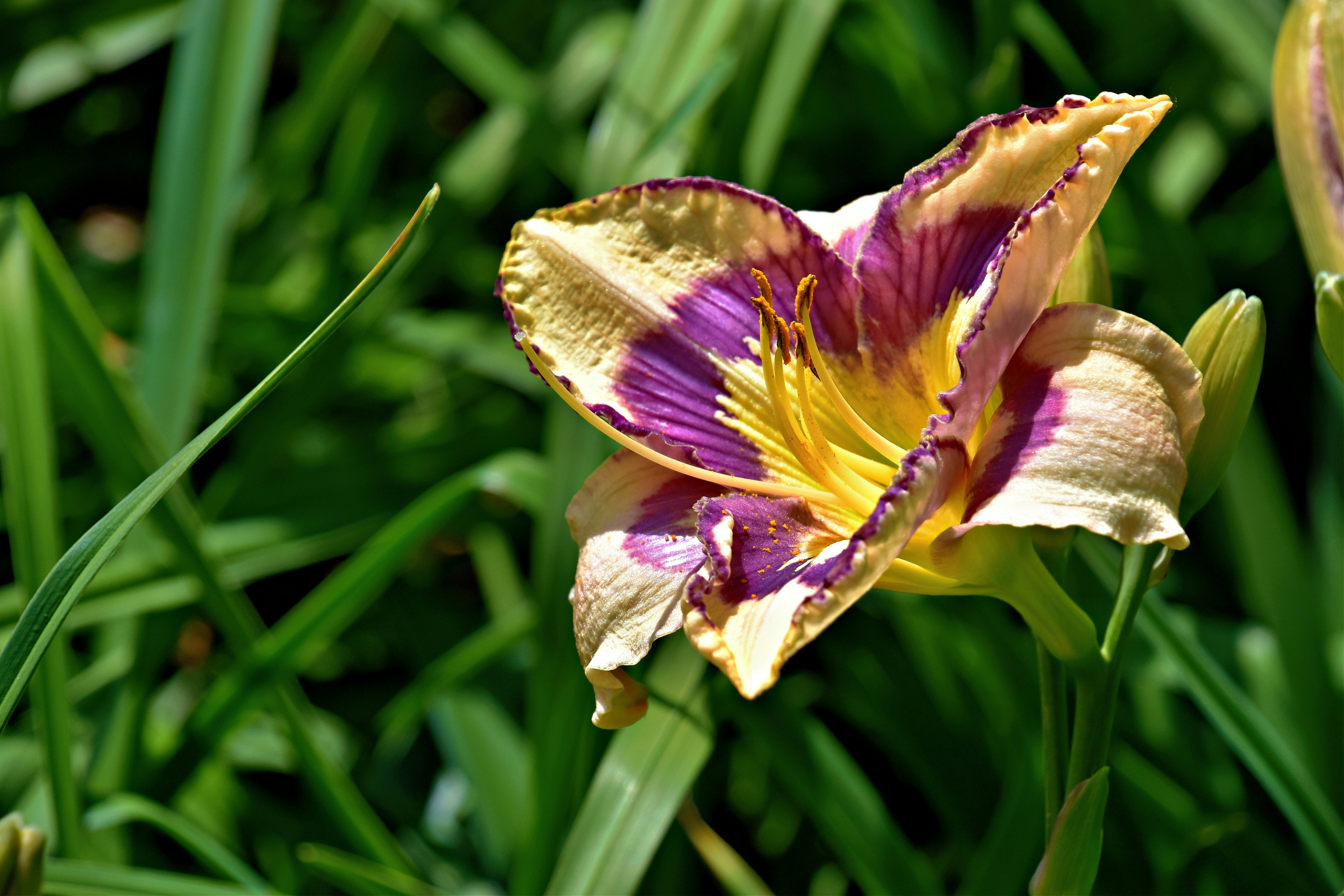 Purple-rimmed orchid-petal bloom amid emerald blades