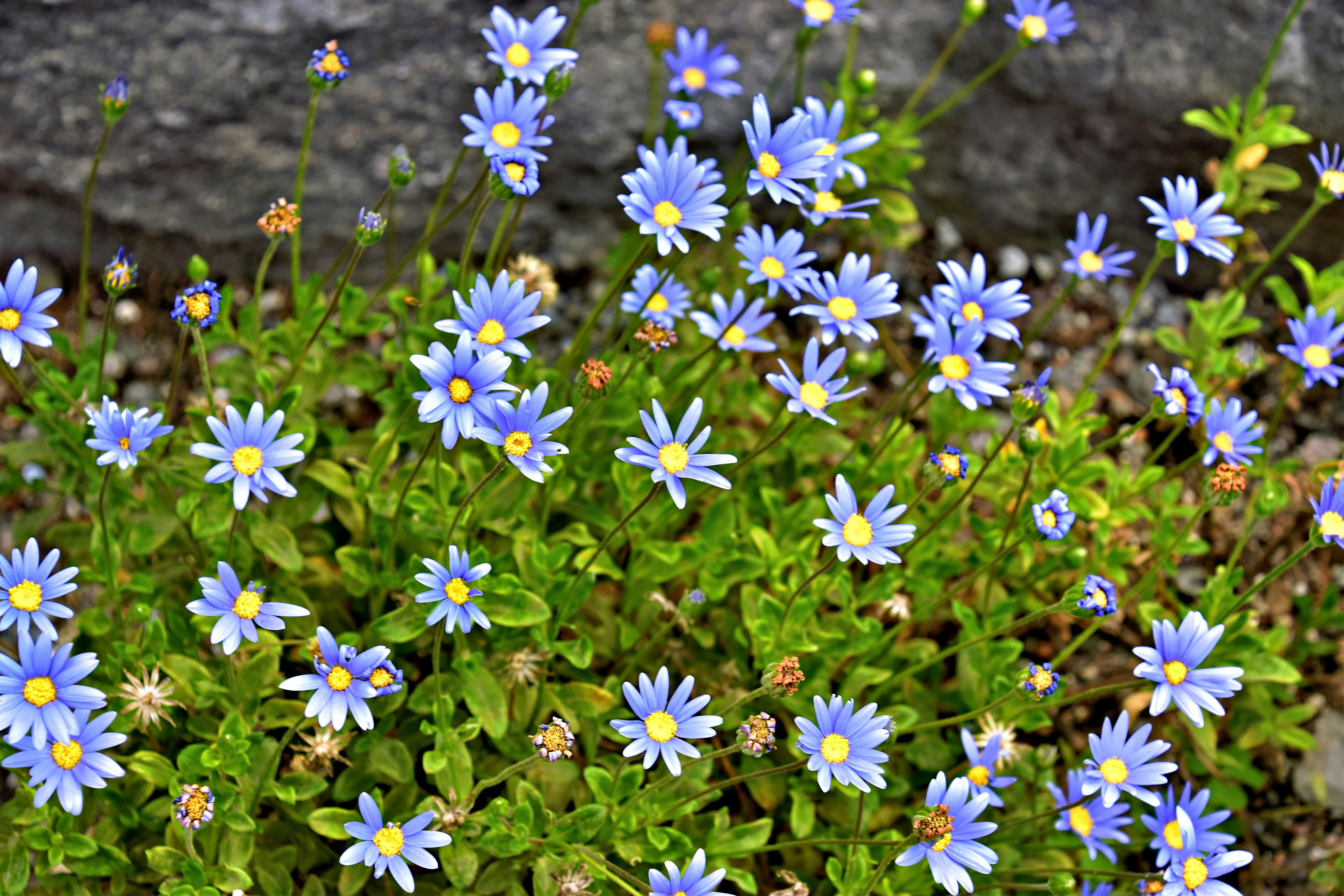 Blue Daisy Meadow: A Carpet of Sky-Hued Blooms