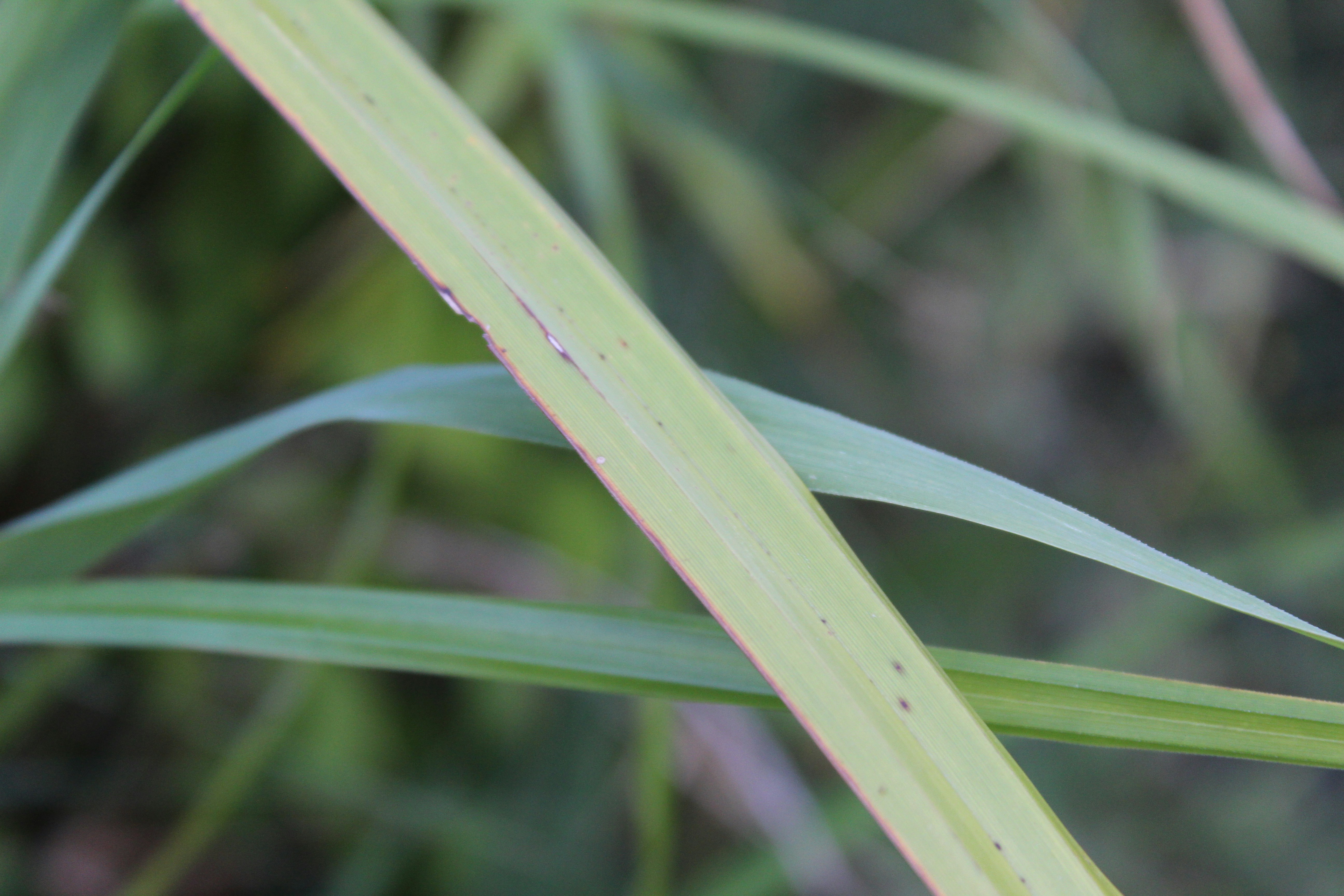 Grass Blade Crossroads: A Quiet Close-Up