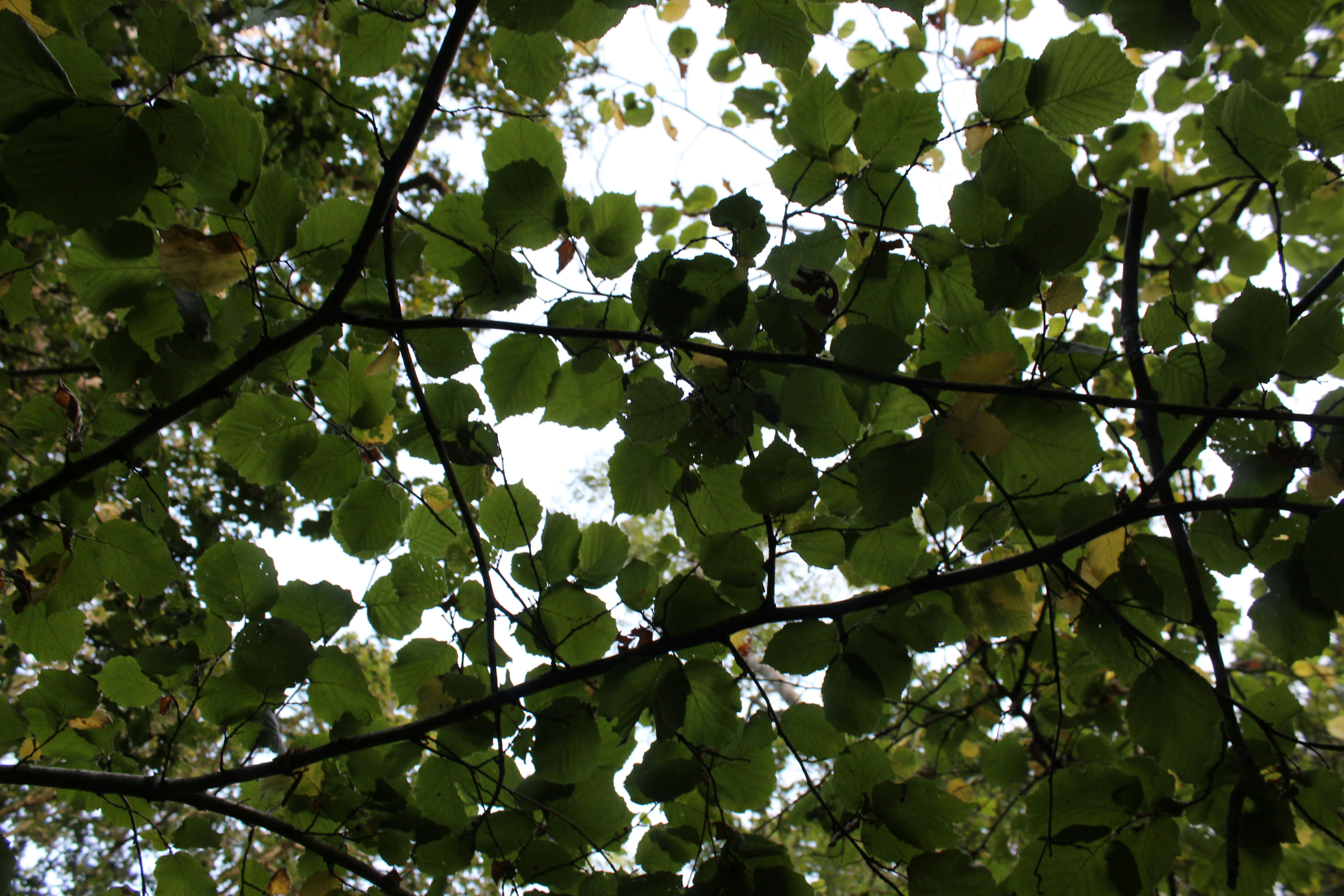 Canopy Constellation: Sunlit Leaves Between Branches
