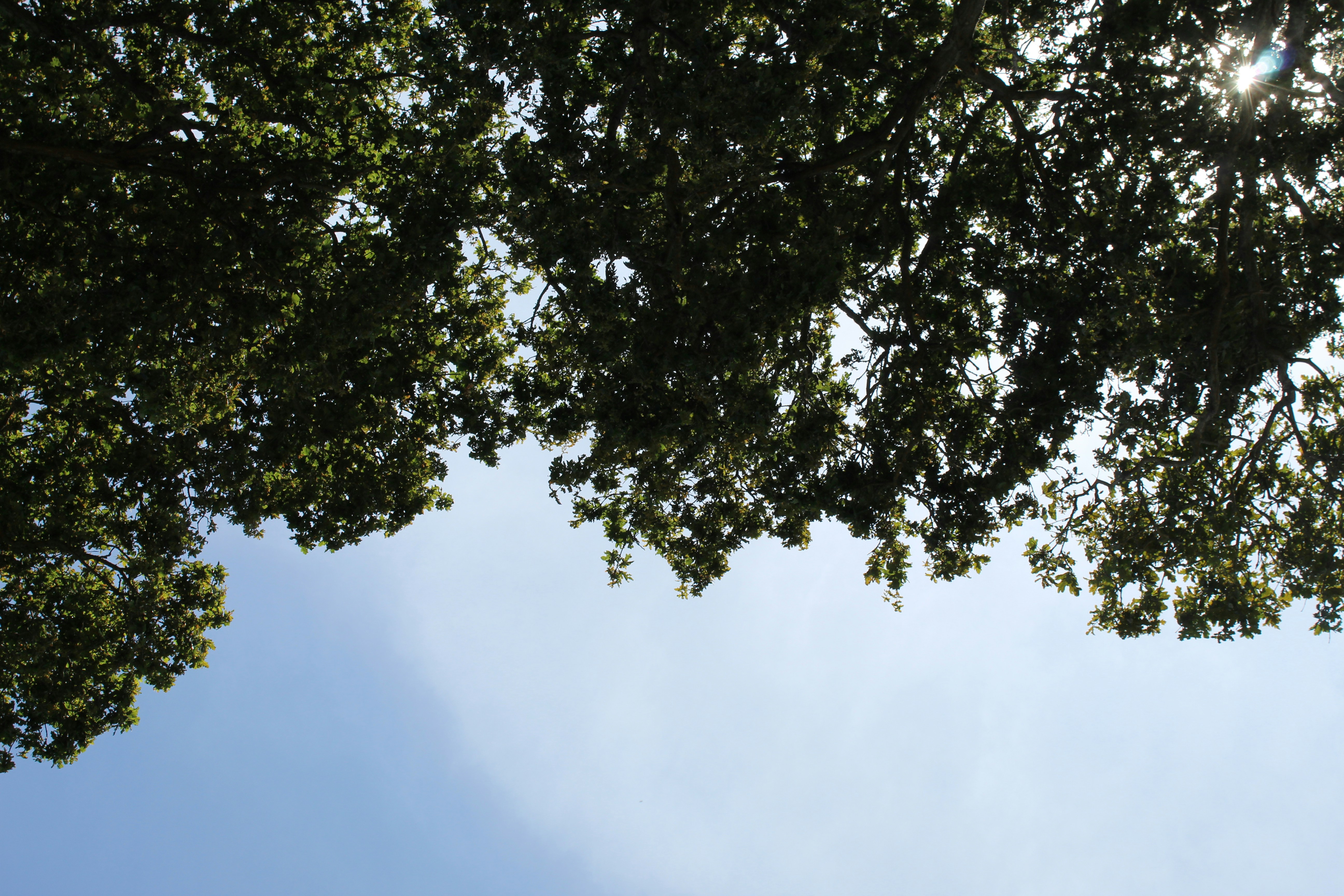 Open Sky Beneath the Canopy
