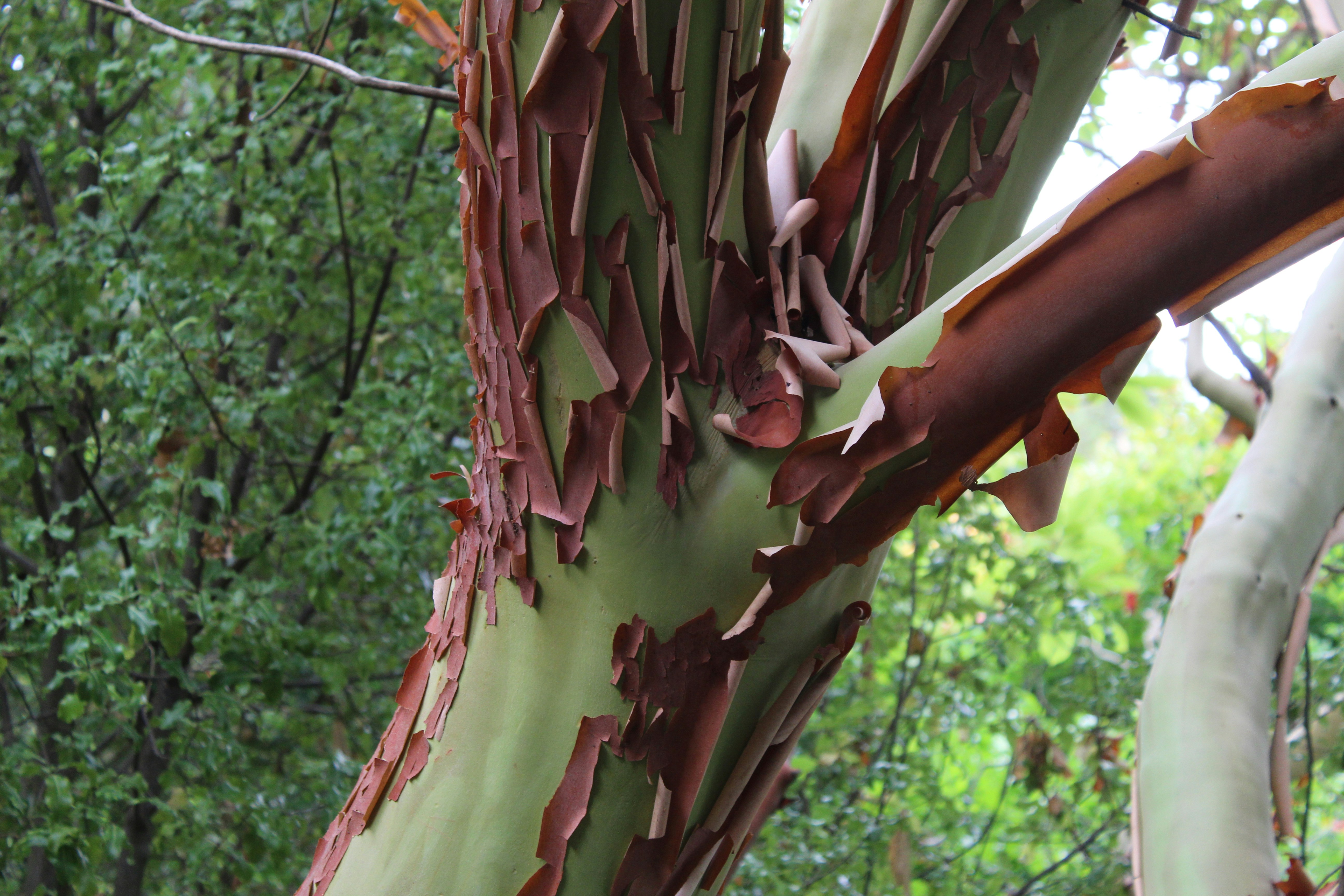 Sliced trunk of a tropical plant unfurling into a forest edge