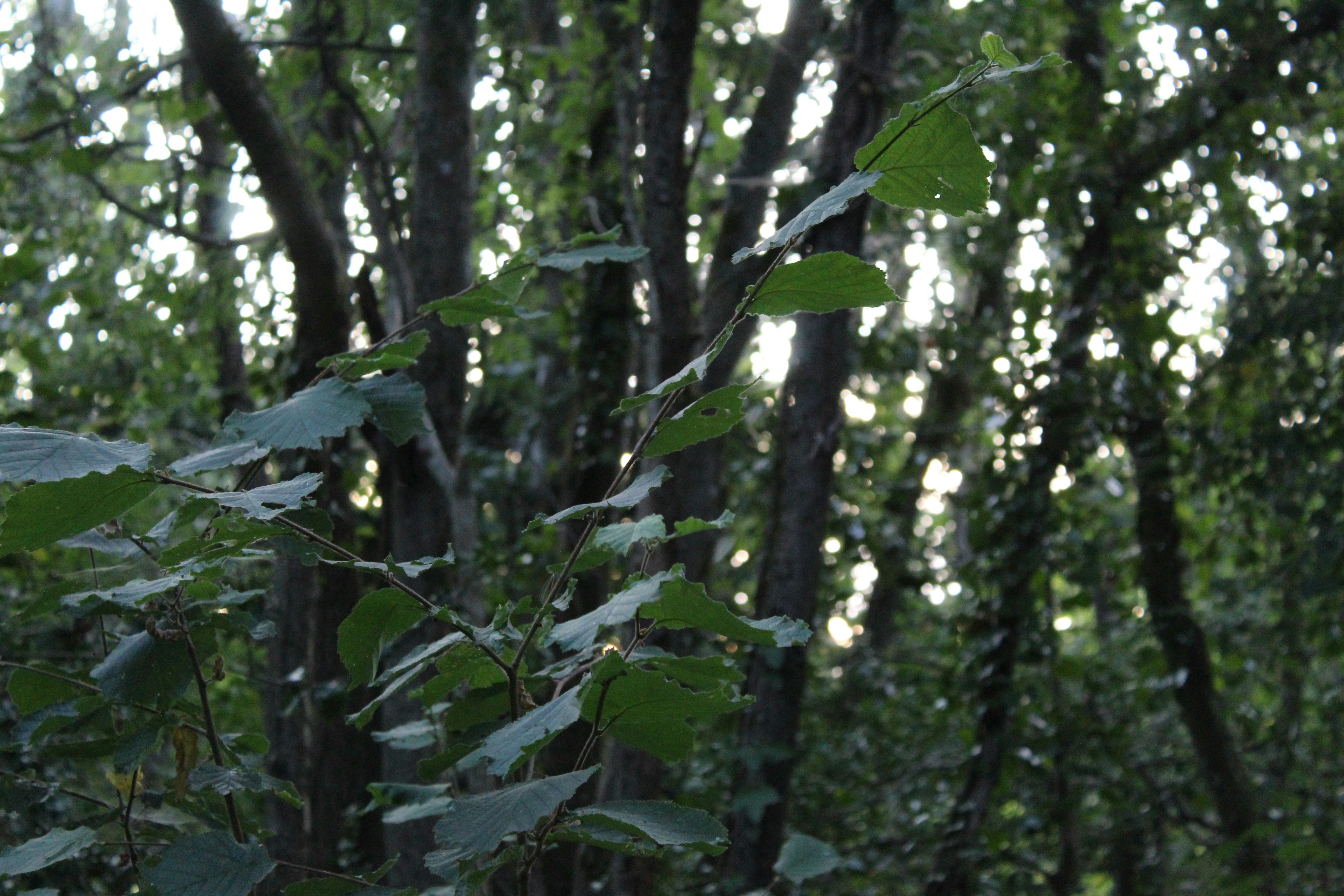 Forest Veil: Light Filtering Through Dense Greenery