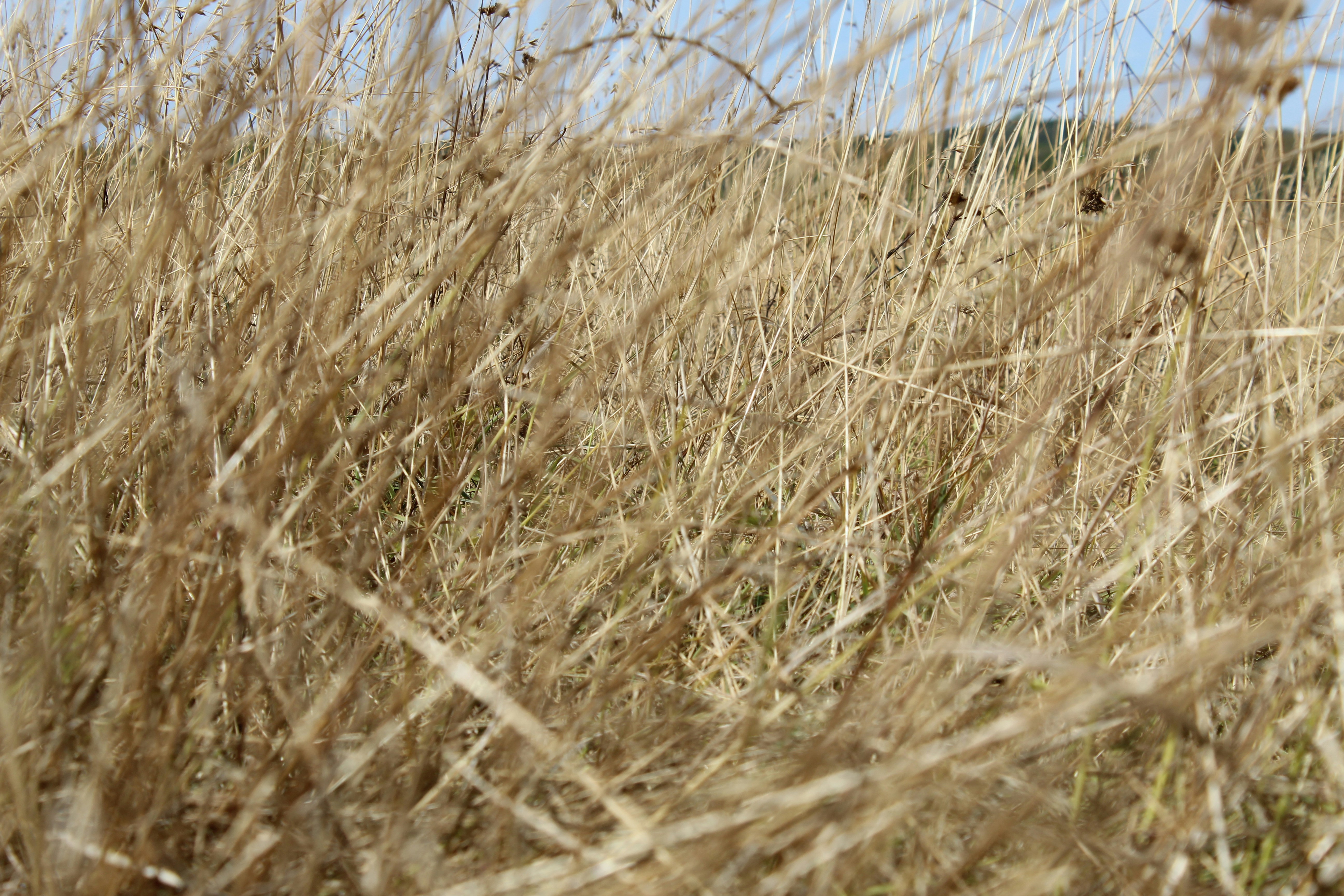 Tangled Golden Grasses in a Sunlit Field