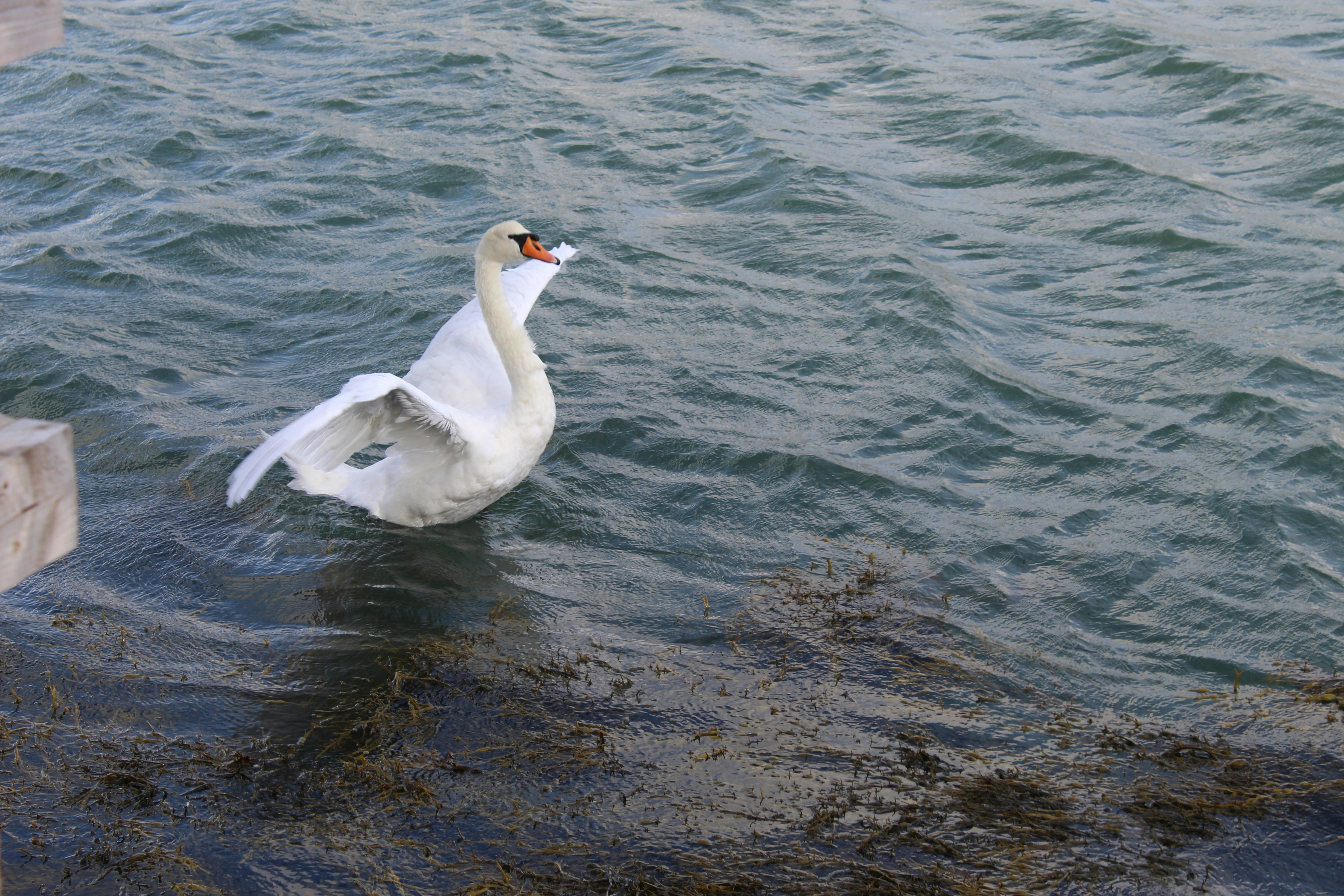 Graceful Swimmer at the Dock Edge