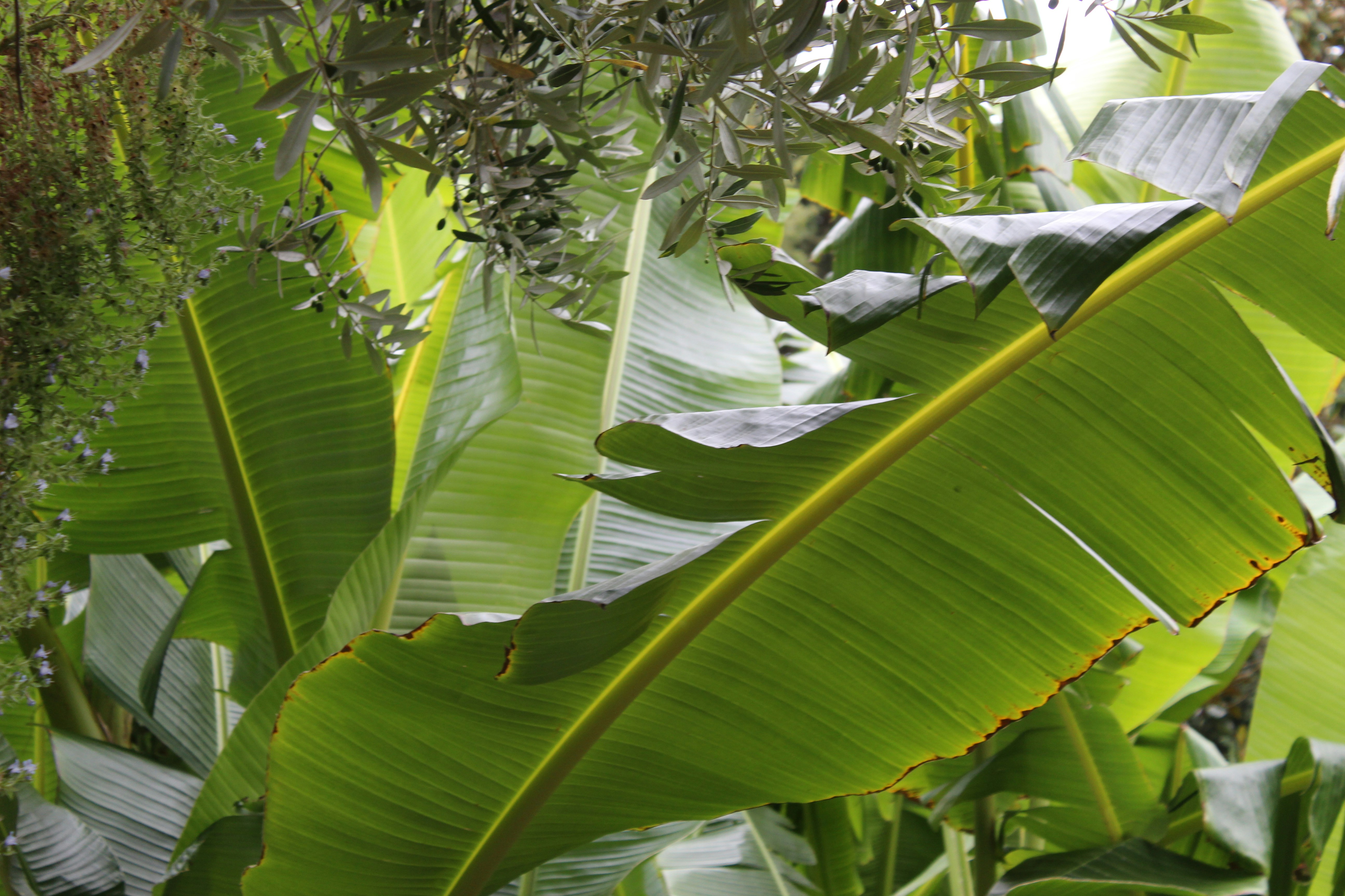 Banana Leaves in Morning Light