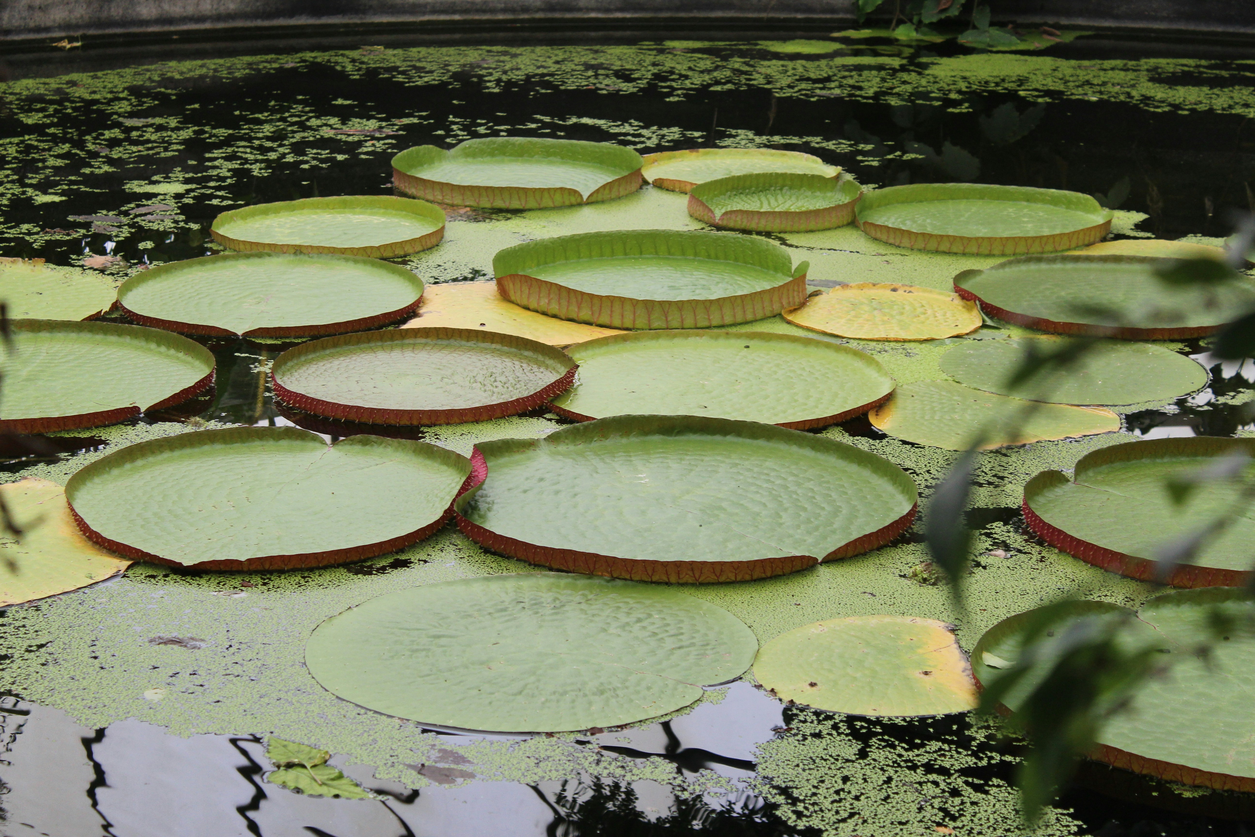 Floating Emerald Spikes: Lily Pads on a Quiet Pond